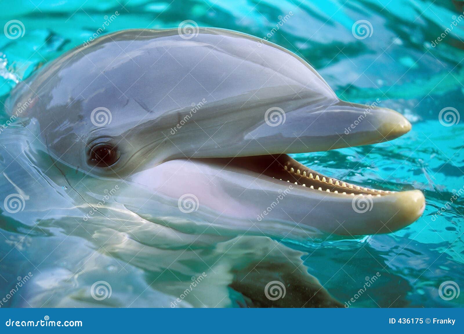 Long Nose Dolphin