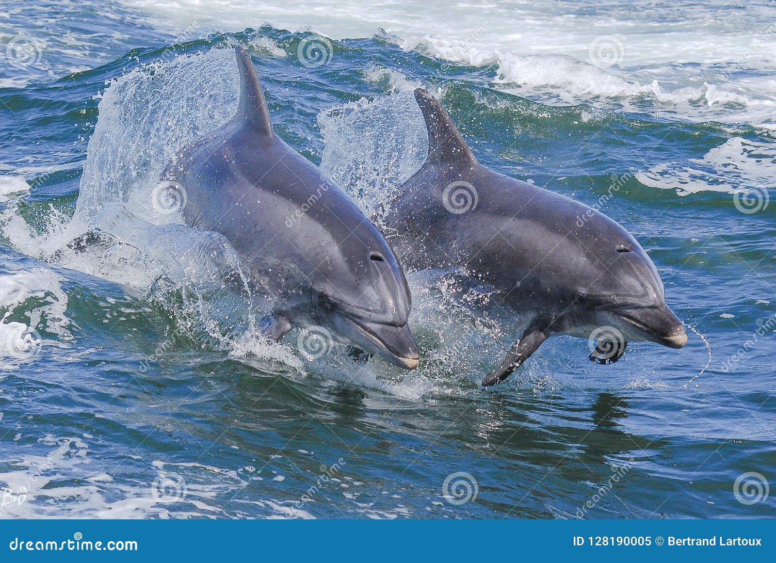 Bottle nose dolphin stock image. Image of nose, dolphin - 128190005