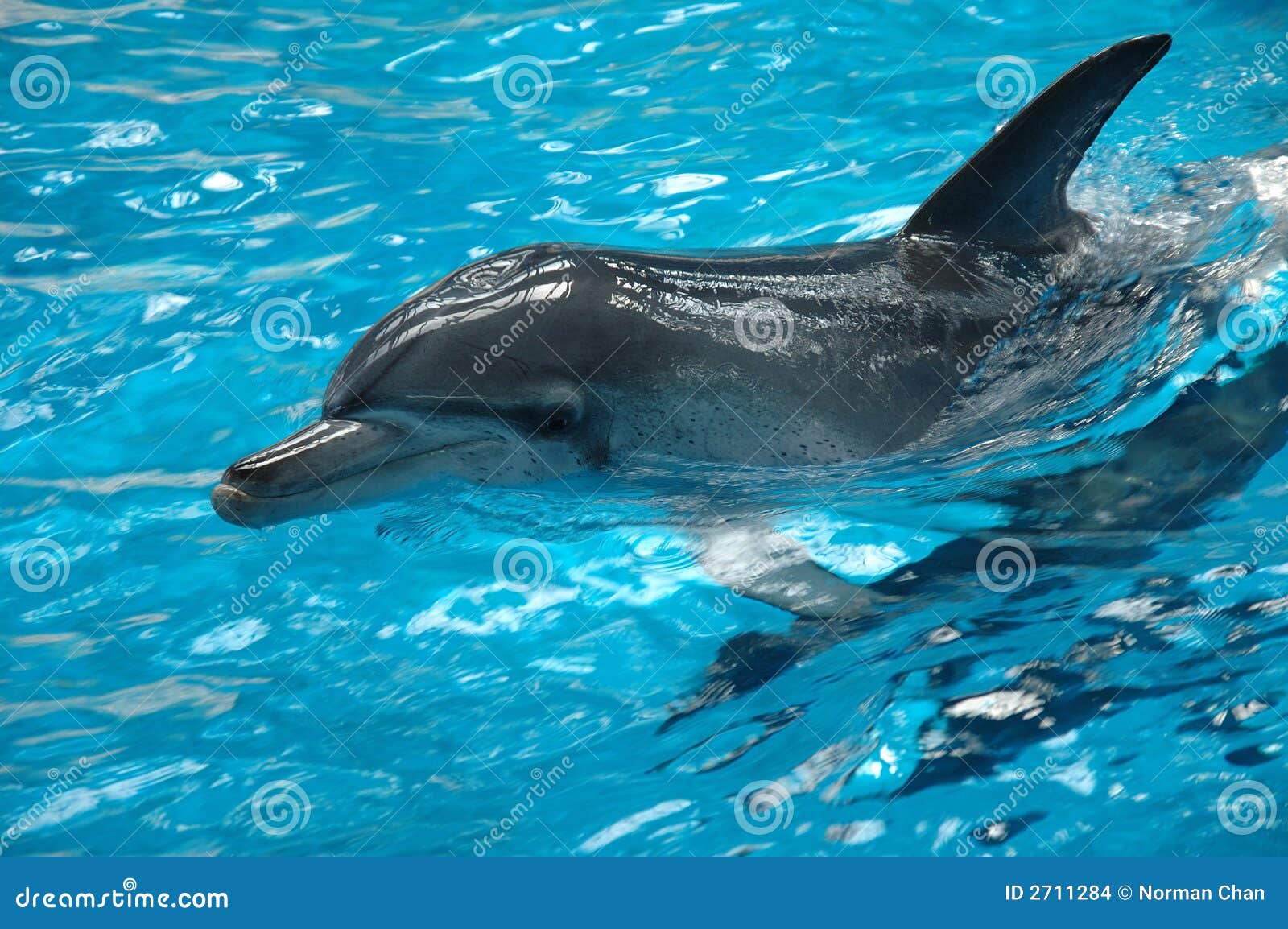 Bottle nose dolphins stock photo. Image of mammal, marine - 2711284