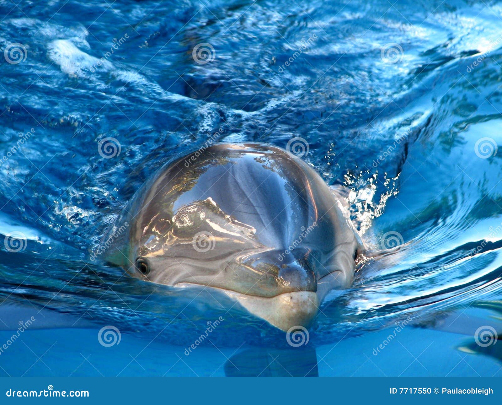 Bottle-Nosed Dolphin stock photo. Image of happy, aquarium - 7717550