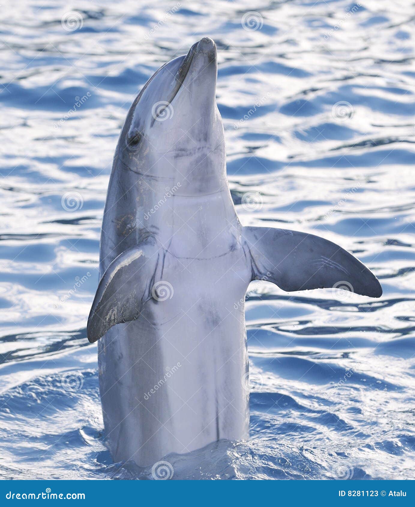 Bottle nosed dolphin stock image. Image of swimming, water - 8281123