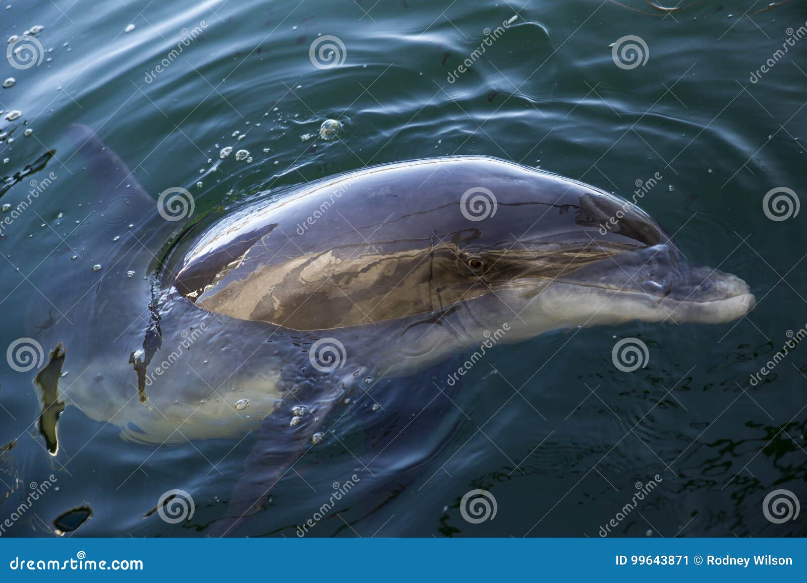 Bottle Nosed Dolphin Having a Look Stock Image - Image of deep, happy ...