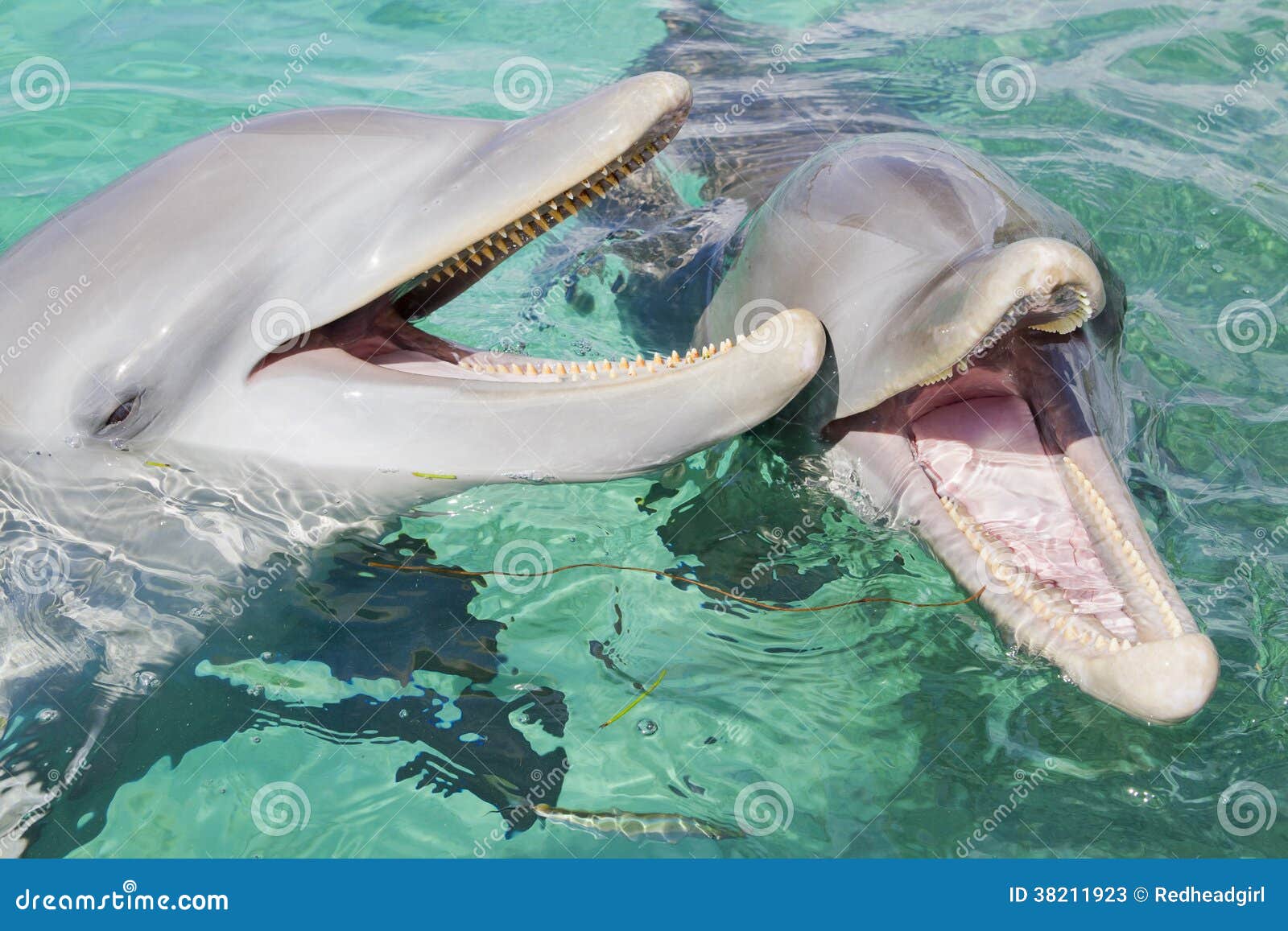 Bottle-nosed Dolphins Laughing Stock Image - Image of blue, laughing ...