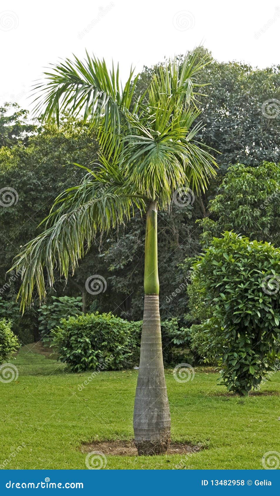 Bottle palm in Delhi park stock photo. Image of bottle - 13482958
