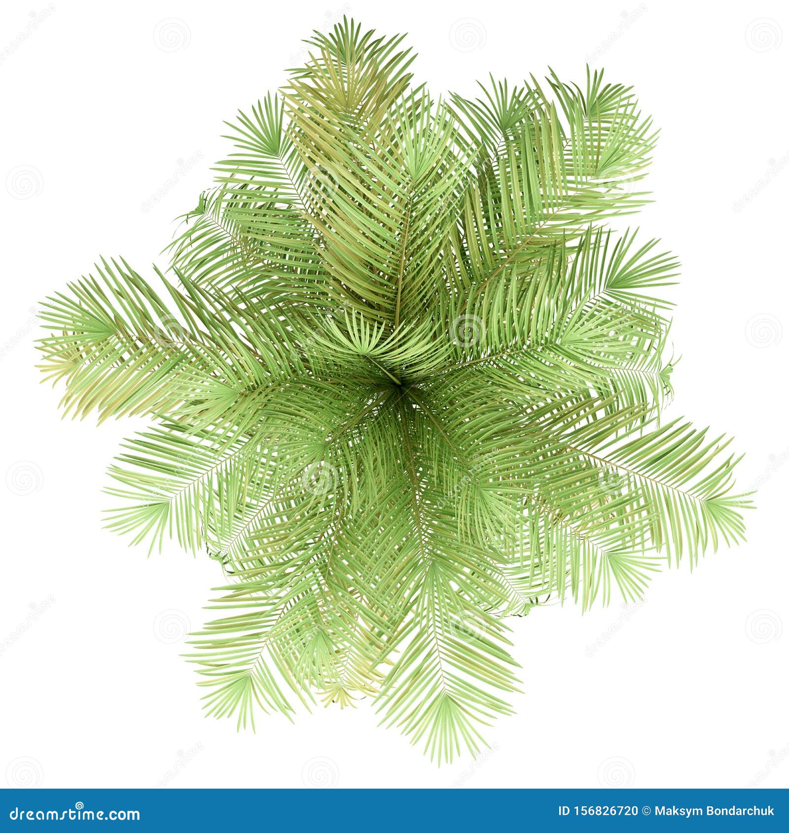 Palmiste Cartoons, Illustrations & Vector Stock Images - 13 Pictures to ...