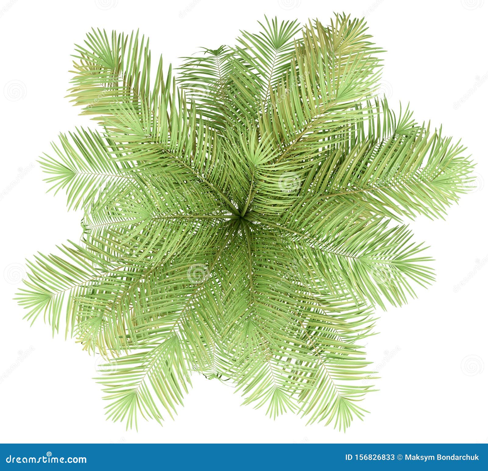 Bottle Palm Tree Isolated on White. Top View Stock Illustration ...