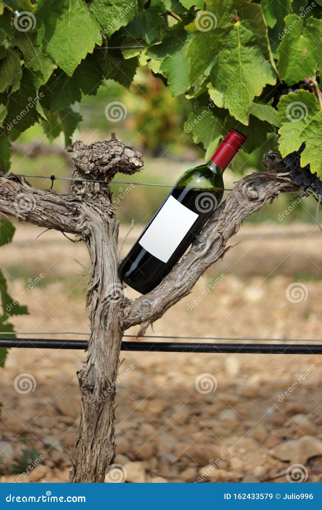 Bottle of Red Wine Supported by a Vine Strain Stock Image - Image of ...