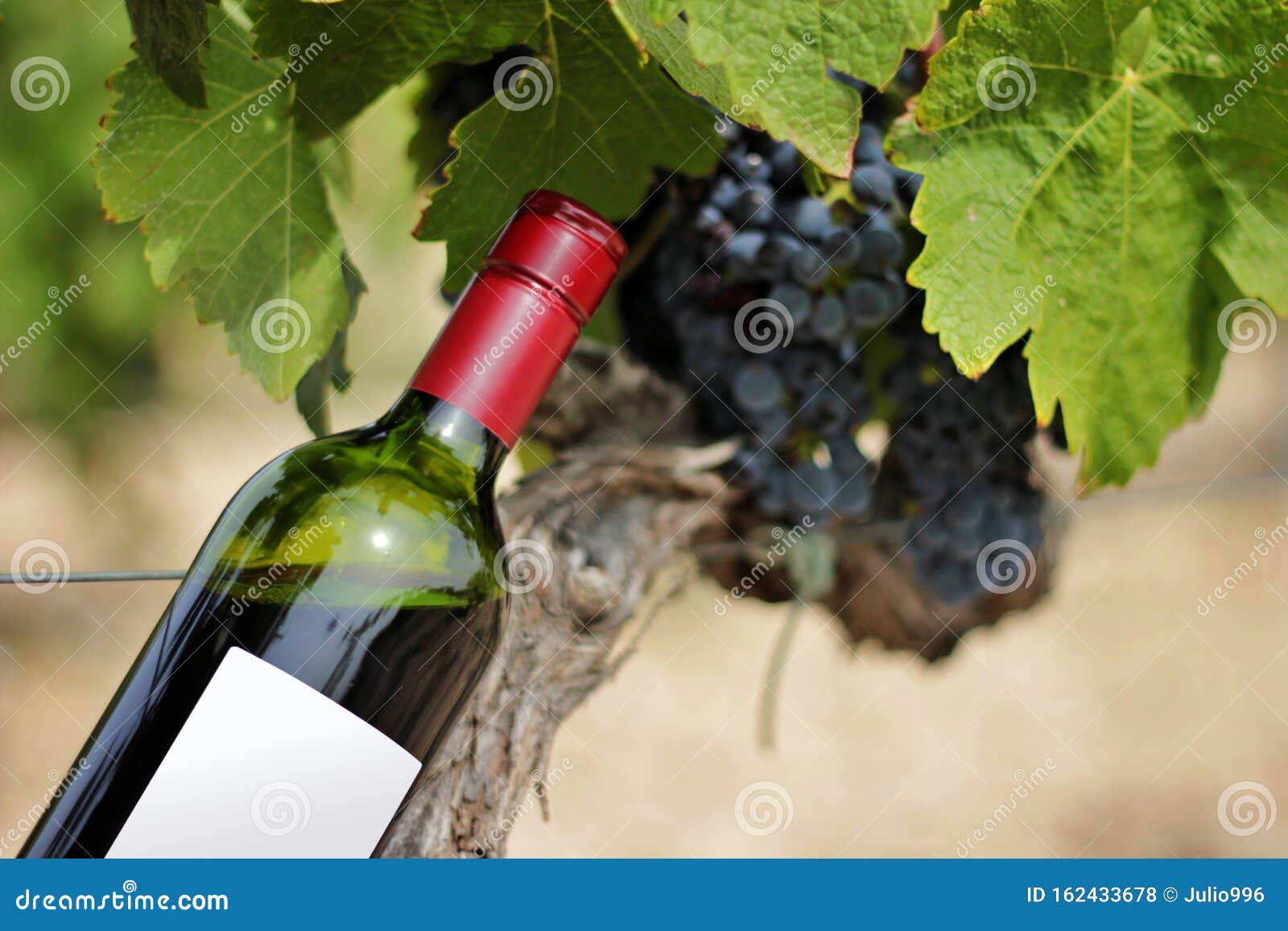 Bottle of Red Wine Supported by a Vine Strain Stock Photo - Image of ...