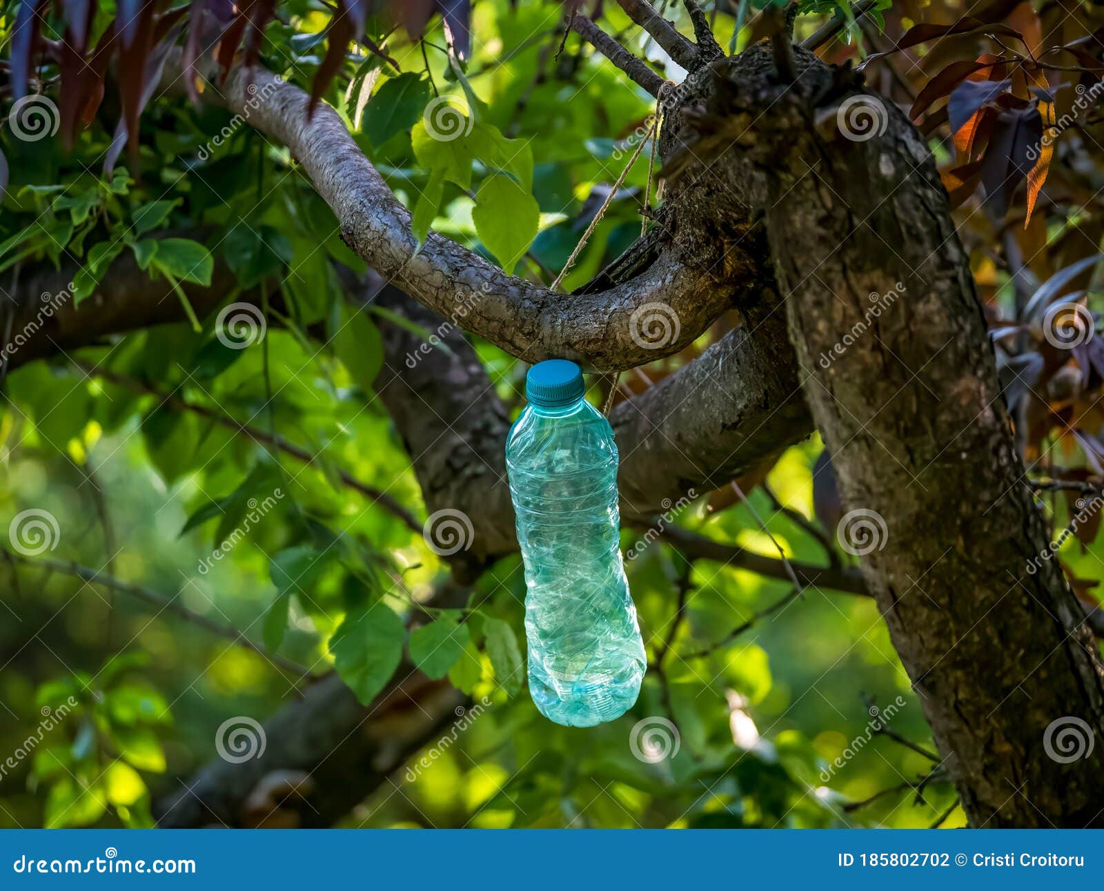 A Bottle of Still Water Tied To the Branch of a Tree Stock Photo ...