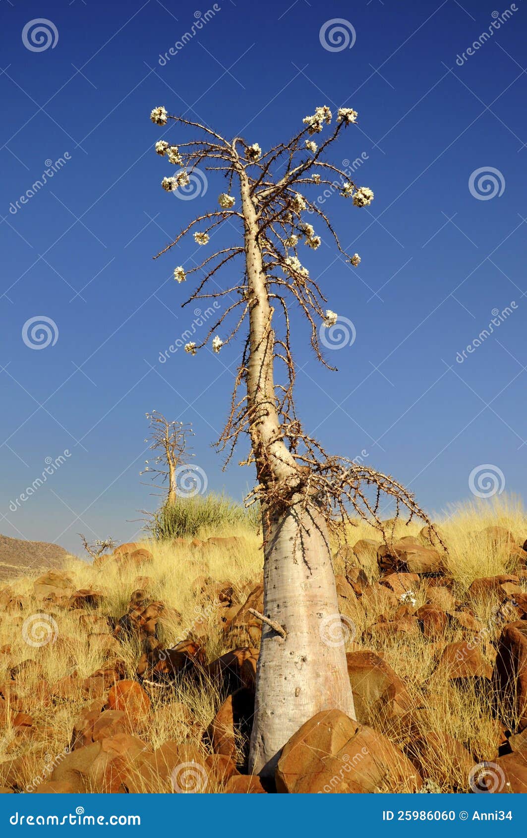 Bottle tree stock photo. Image of blue, africa, blossom - 25986060