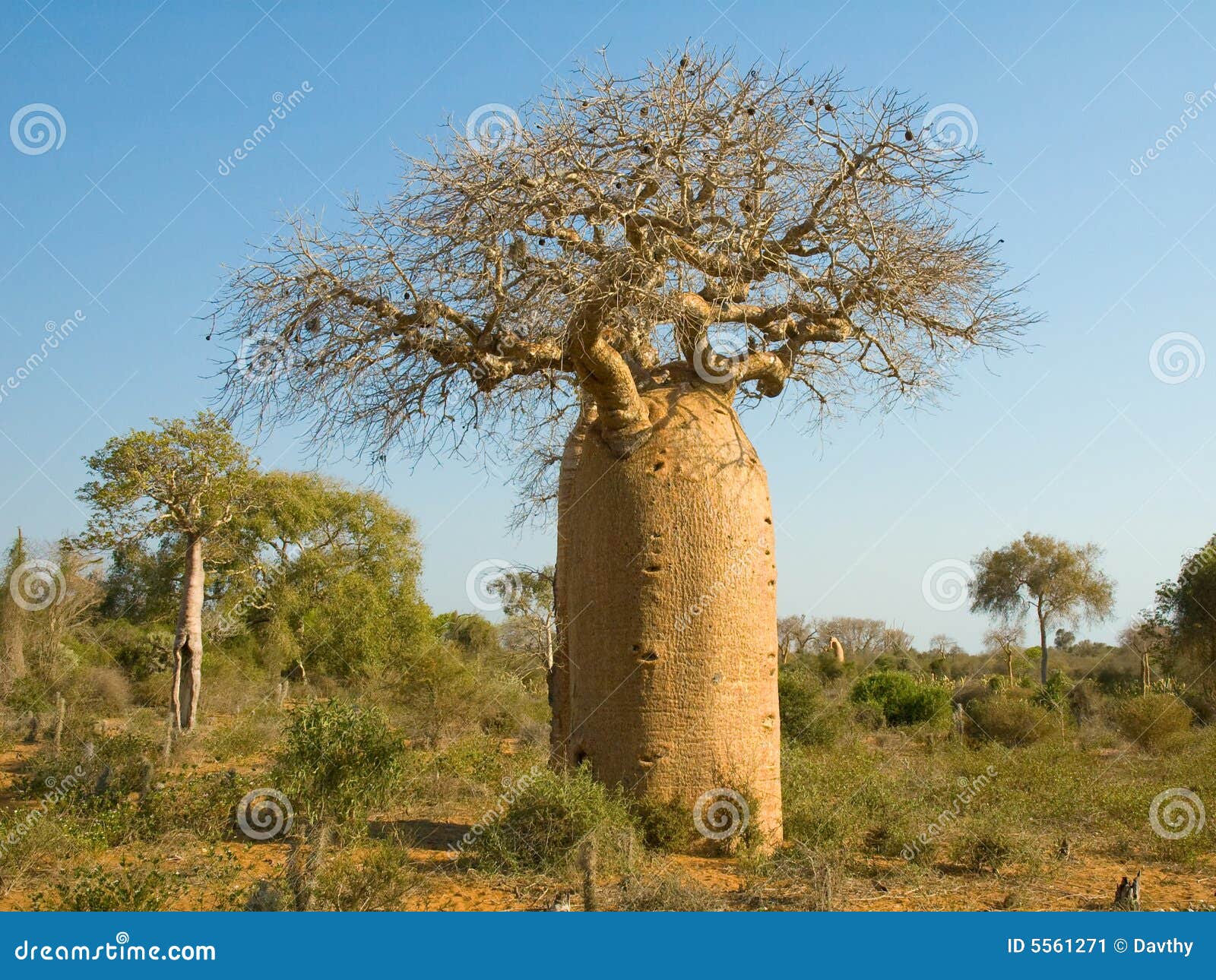 African Bottle Tree