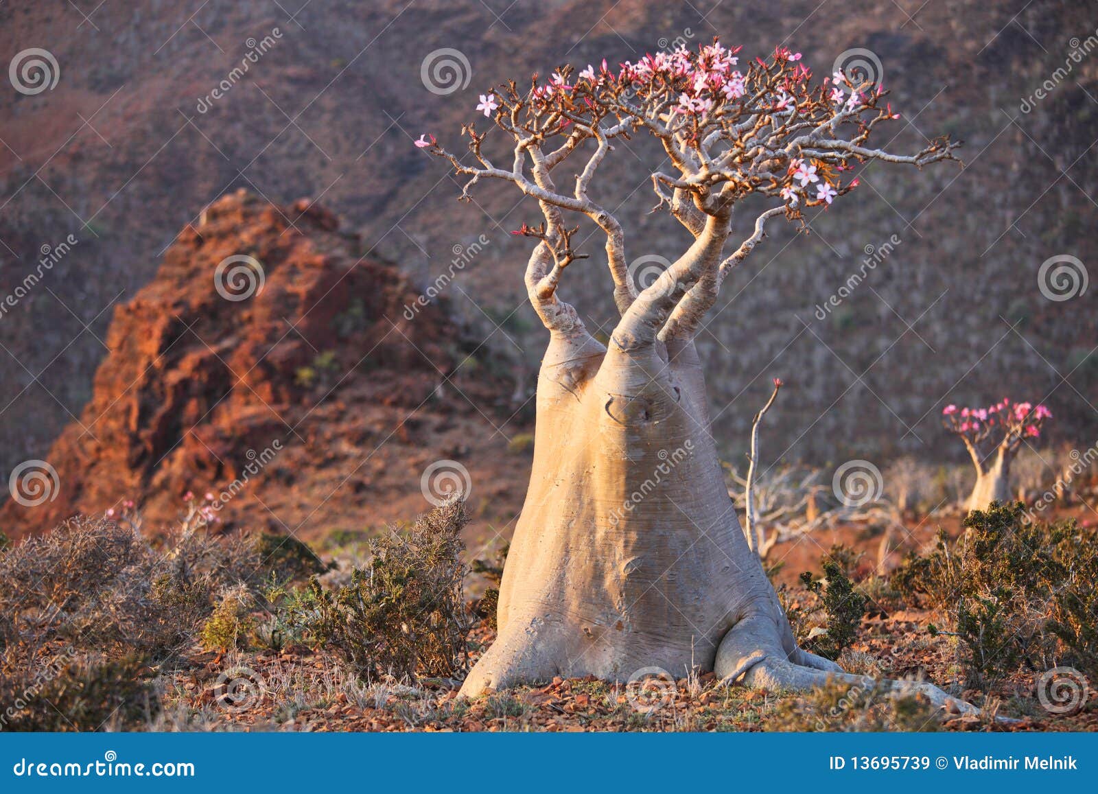 Bottle Tree - Adenium Obesum - Socotra Island Stock Image ...