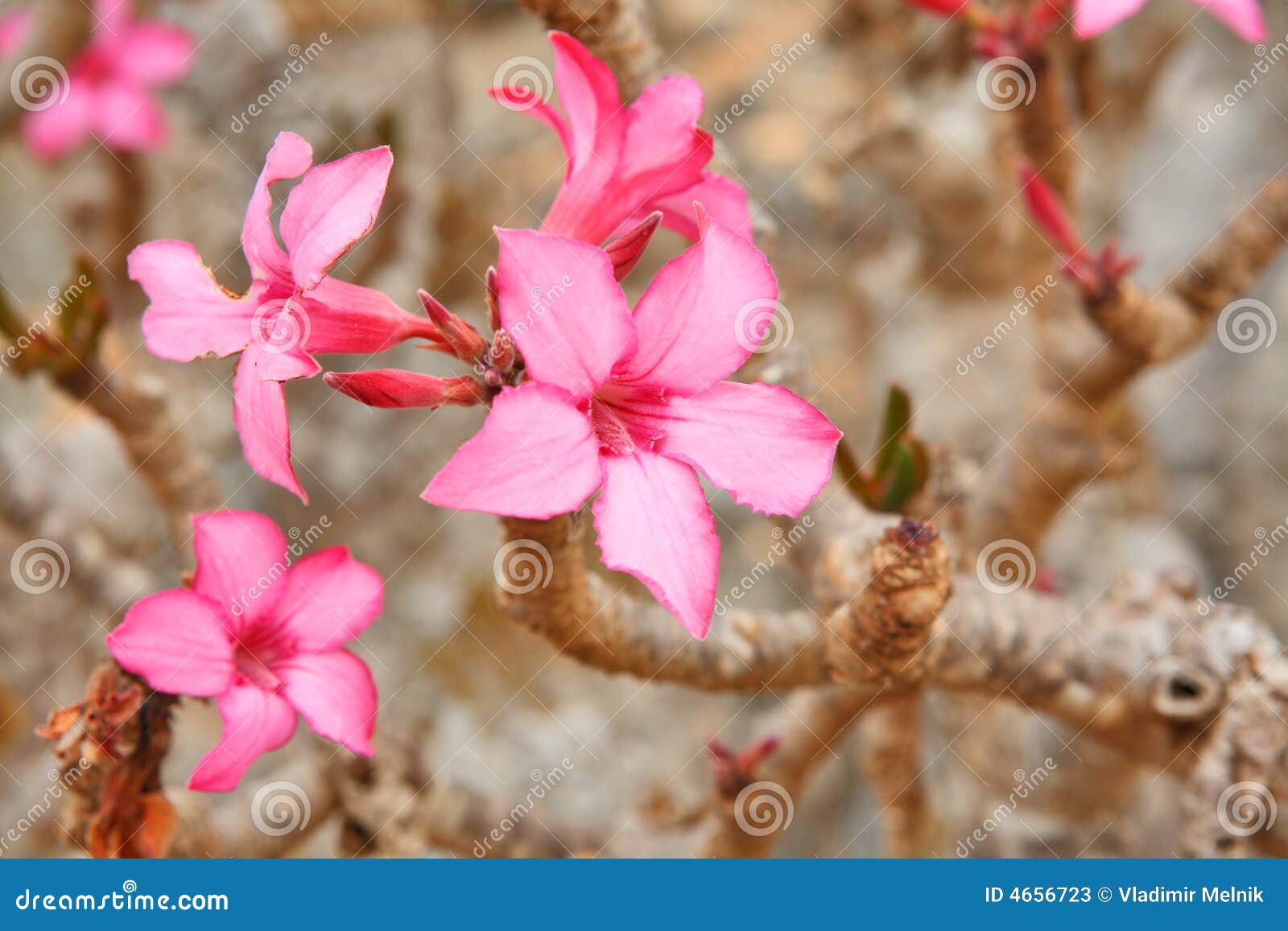 Bottle Tree - Adenium Obesum Stock Image - Image of survival, wild: 4656723