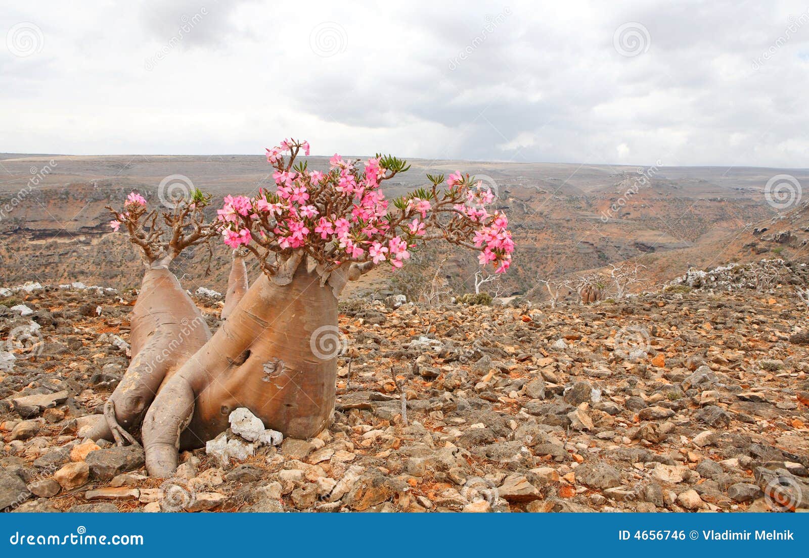 Adenium Obesum Tree Also Known As Desert Rose Royalty-Free Stock ...