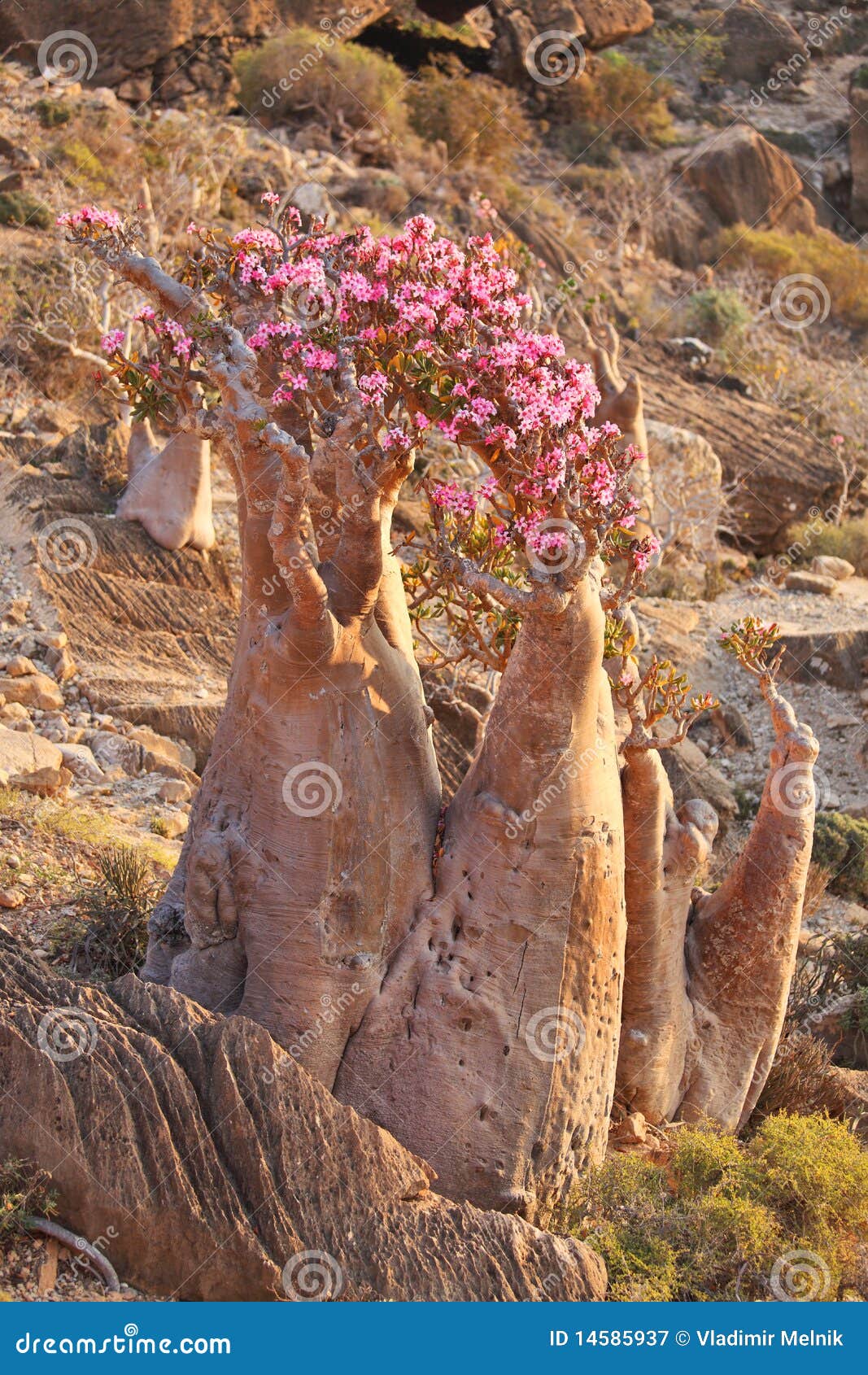 Bottle Tree in Bloom - Adenium Obesum Stock Image - Image of exotic ...
