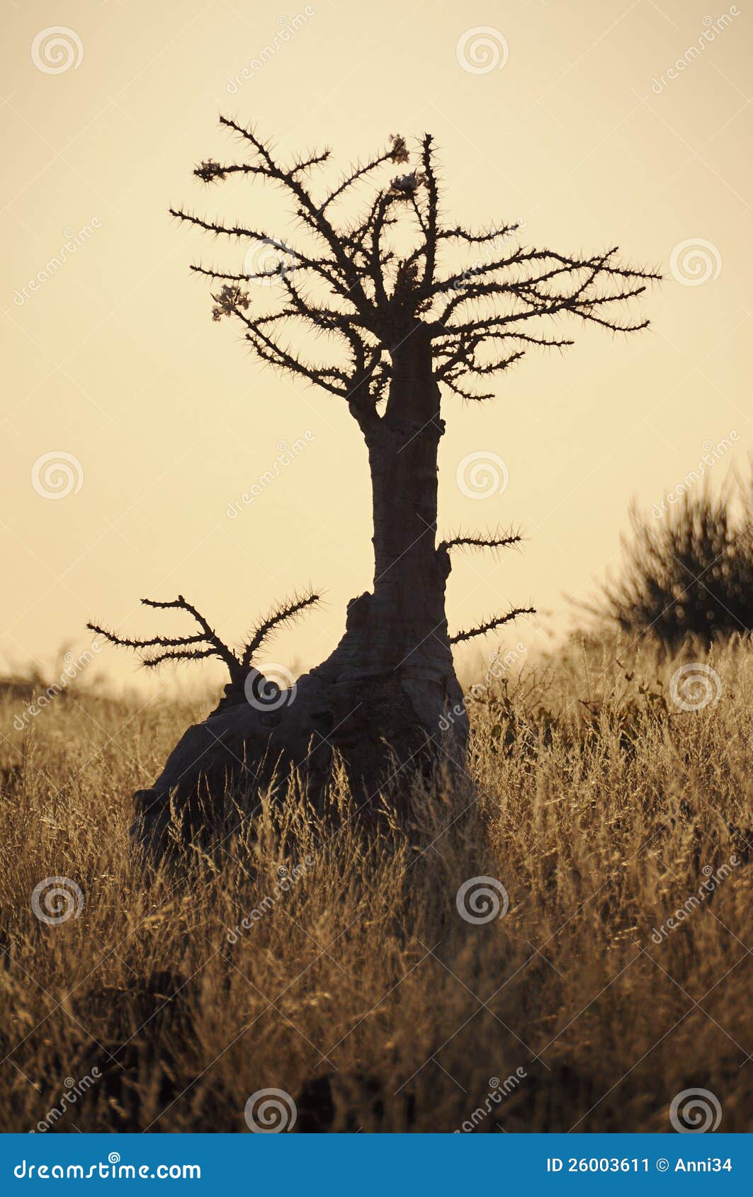 Bottle Tree ( Pachypodium Lealii) Stock Image - Image of south, peace ...