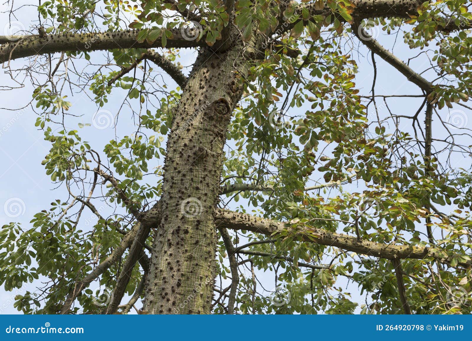 Exotic Tropical Tree with Green Foliage and Thorns Stock Photo - Image ...