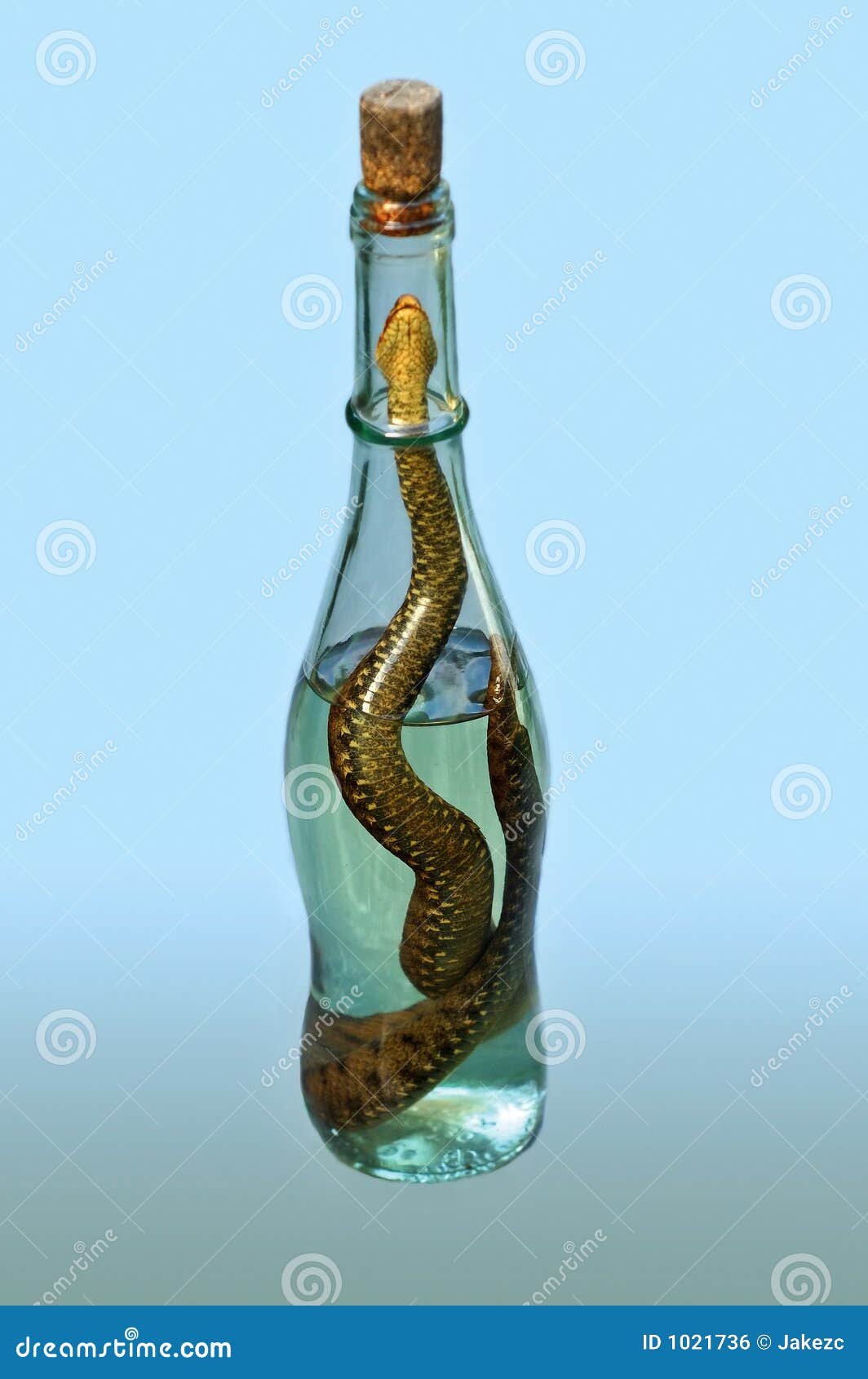 Bottle of viper liquor stock photo. Image of danger, viper - 1021736