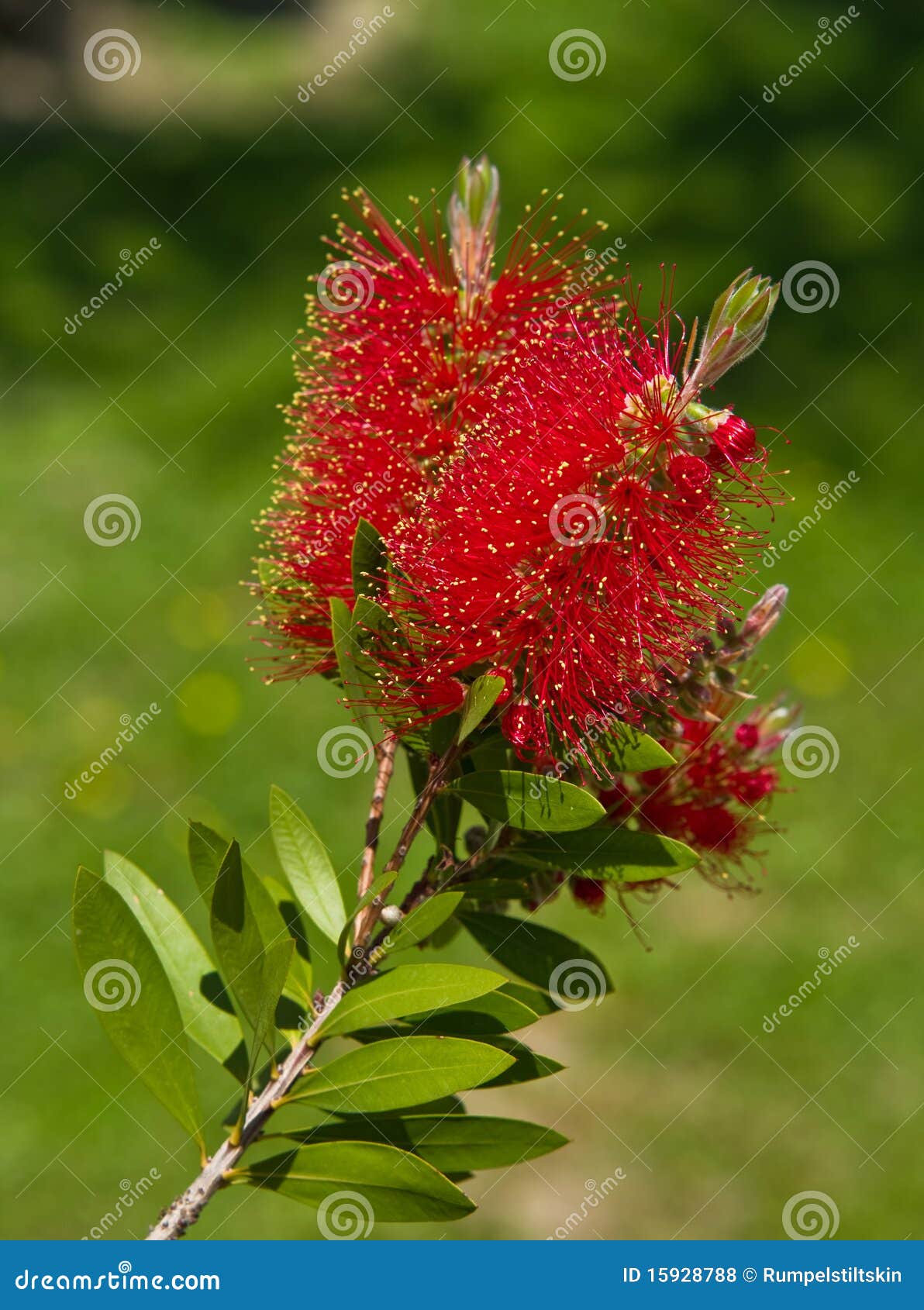 Bottlebrush flower stock photo. Image of leaf, flower - 15928788