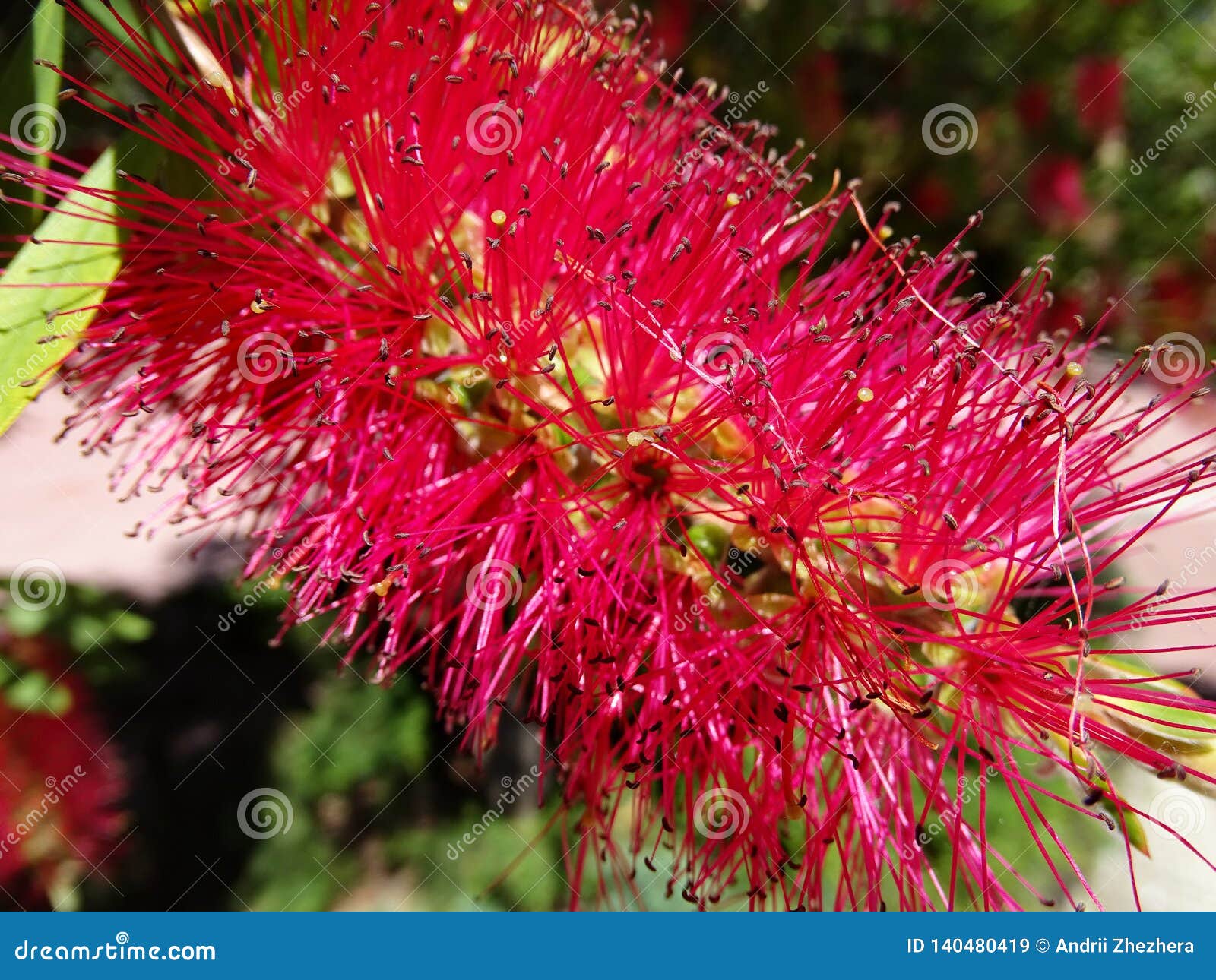 Bottlebrush Flower Callistemon Linearis in Bloom Stock Image - Image of ...