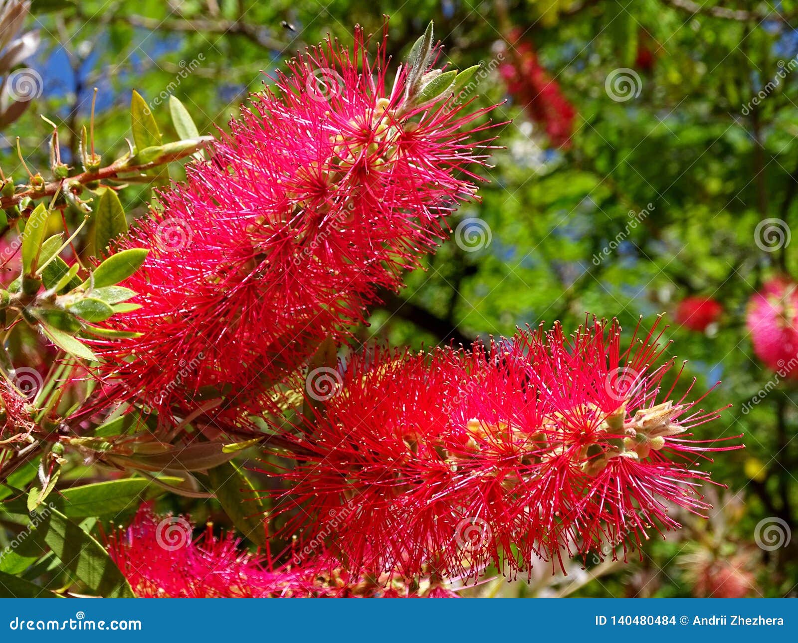 Bottlebrush Flower Callistemon Linearis in Bloom Stock Photo - Image of ...