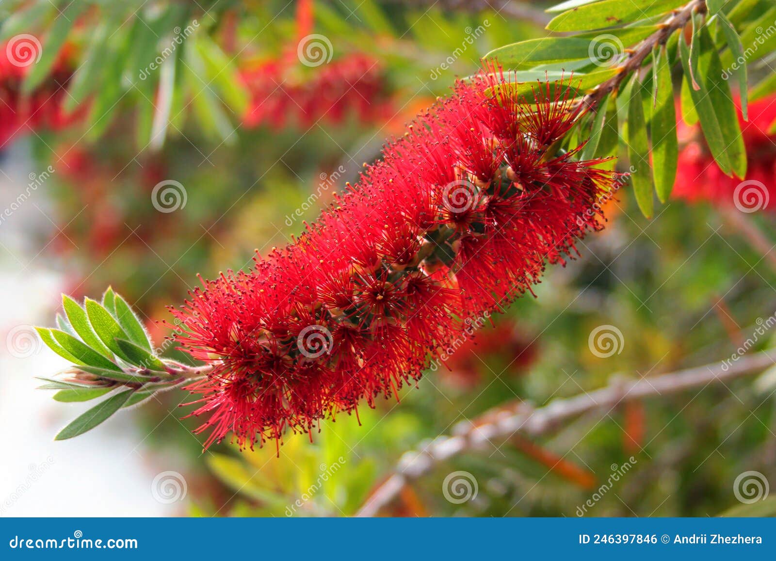 Bottlebrush Flower, or Callistemon Linearis, in Bloom at Springtime ...