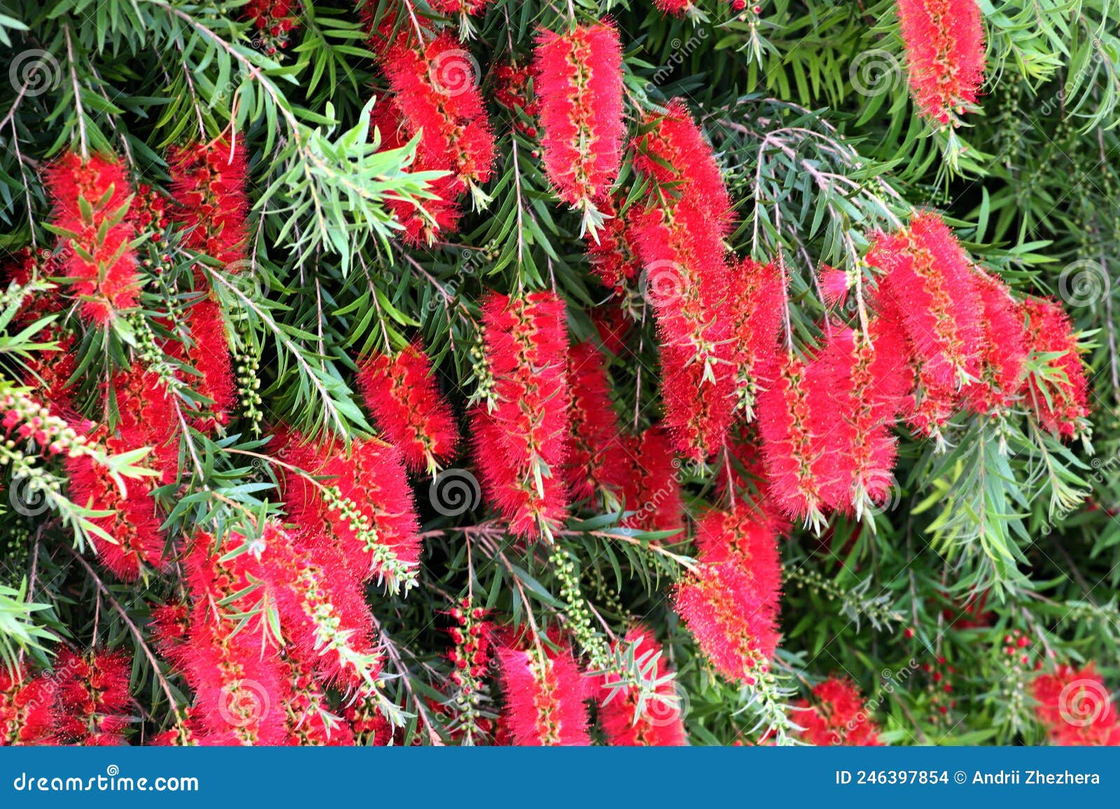 Bottlebrush Flower, or Callistemon Linearis, in Bloom at Springtime ...