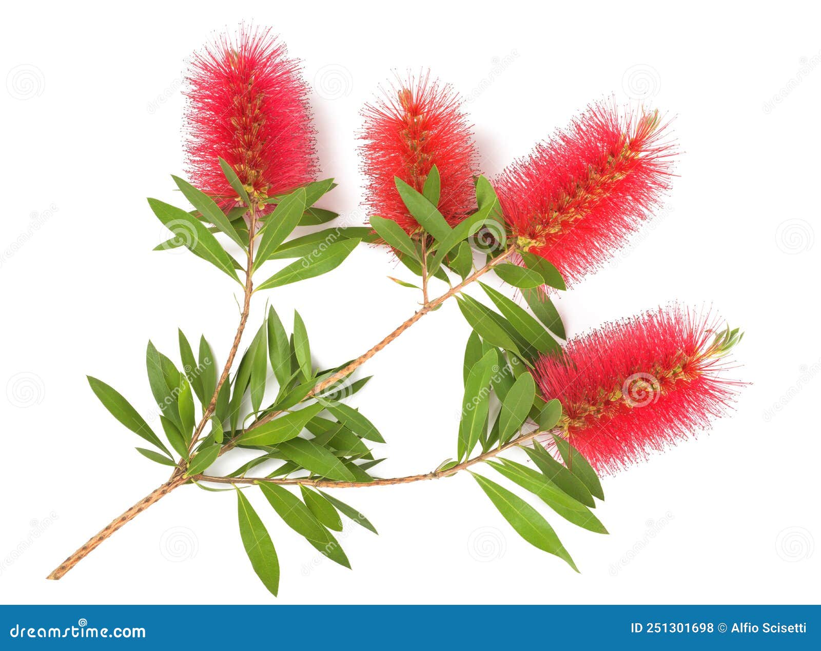 Red Bottlebrush Flowers. Dwarf Bottlebrush In Bloom. Blooming ...