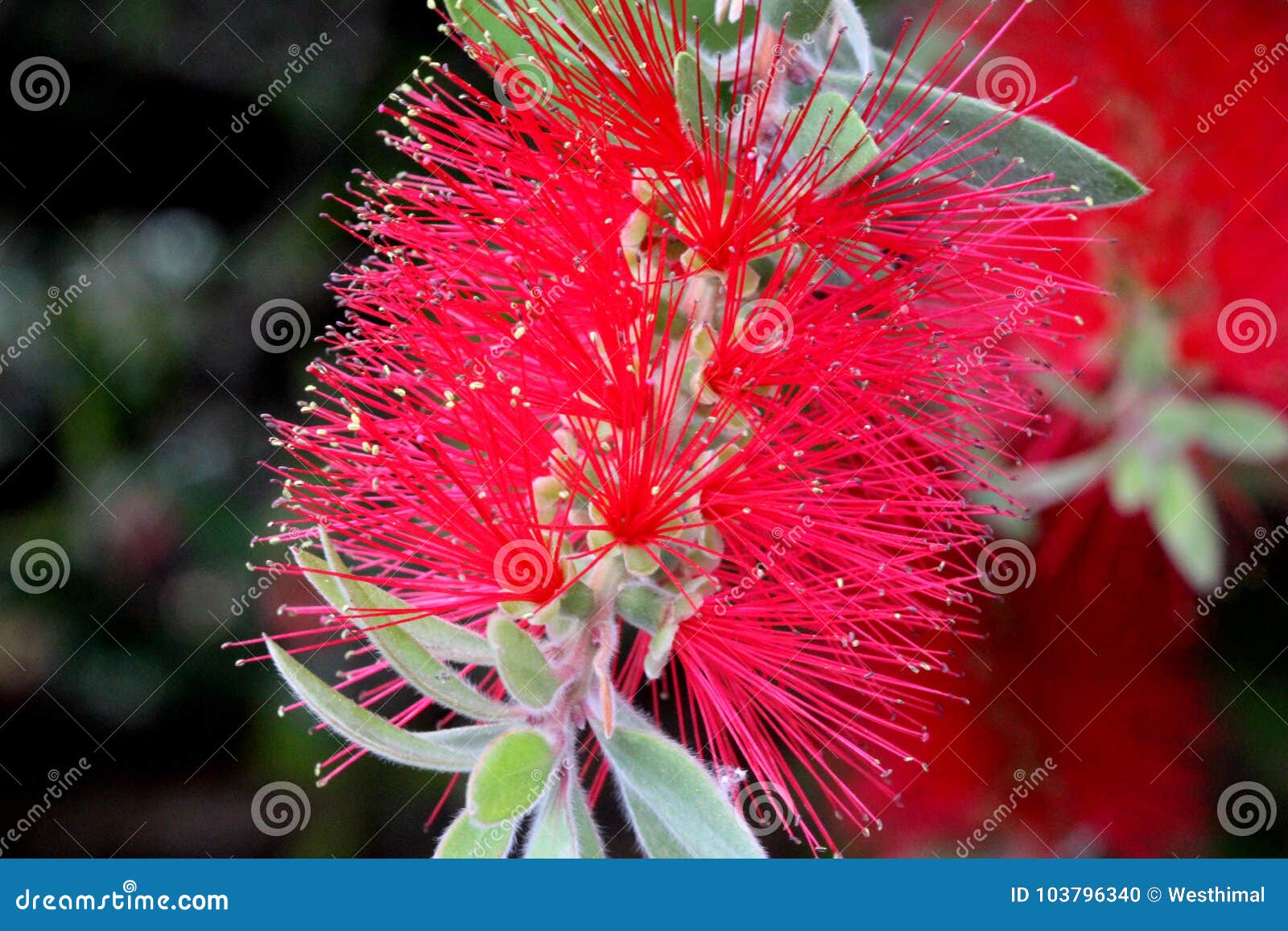 Bottlebrush Ouro-derrubado, Polandii De Callistemon Foto de Stock ...