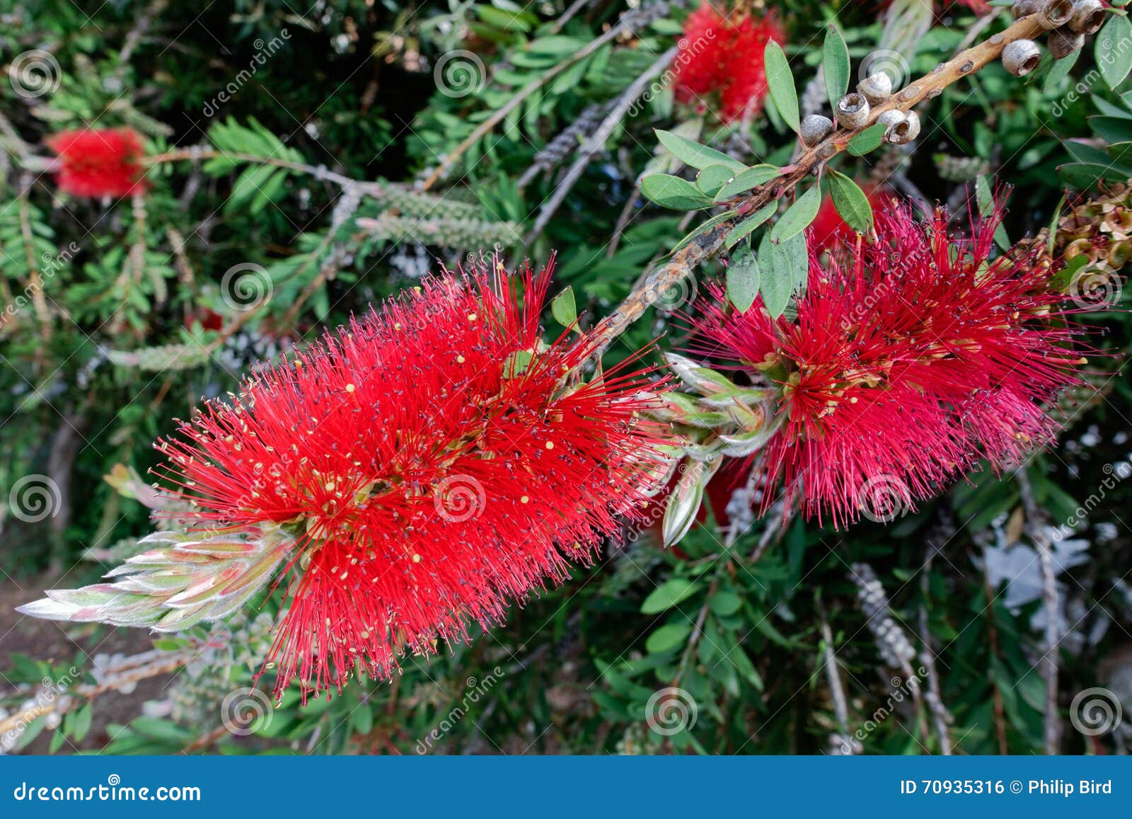 Bottlebrush Tree (Callistemon) Flowering in Sardinia Stock Photo ...