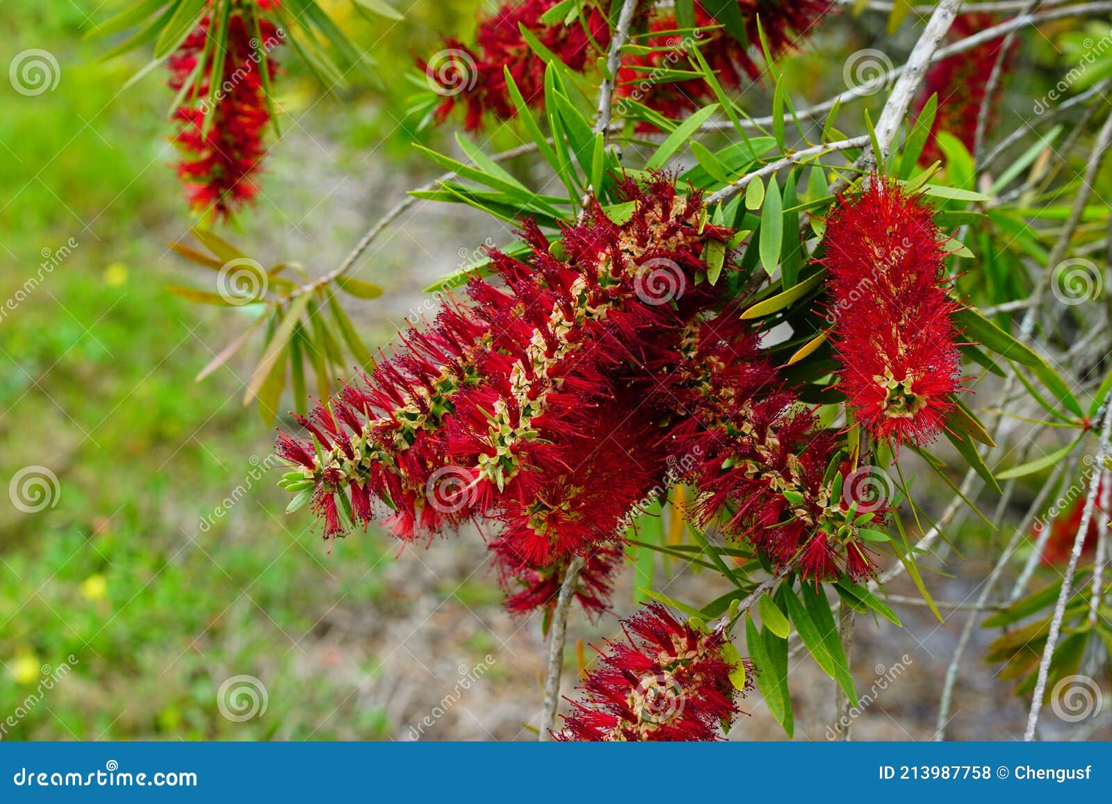Bottlebrush Tree and Flower Stock Photo - Image of branch, bloom: 213987758