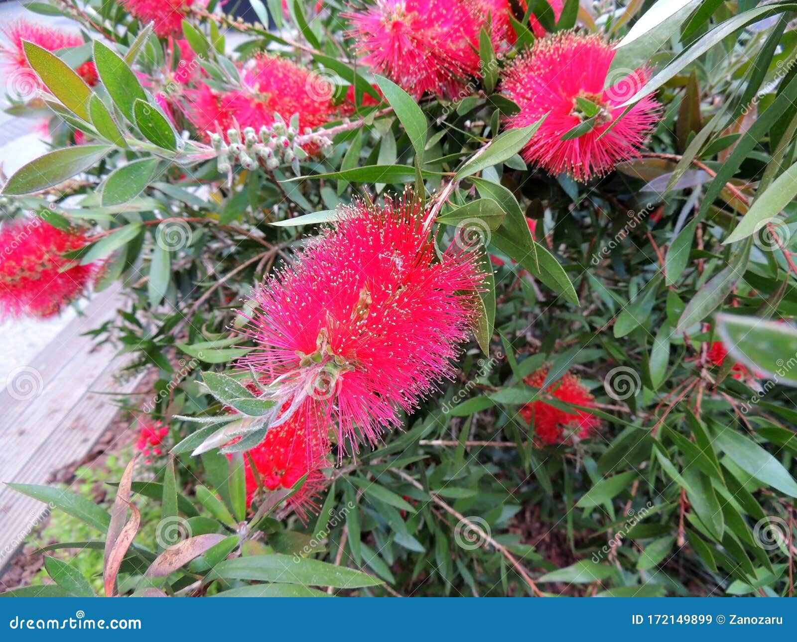 Bottlebrushes or Callistemon Stock Image - Image of raspberry ...