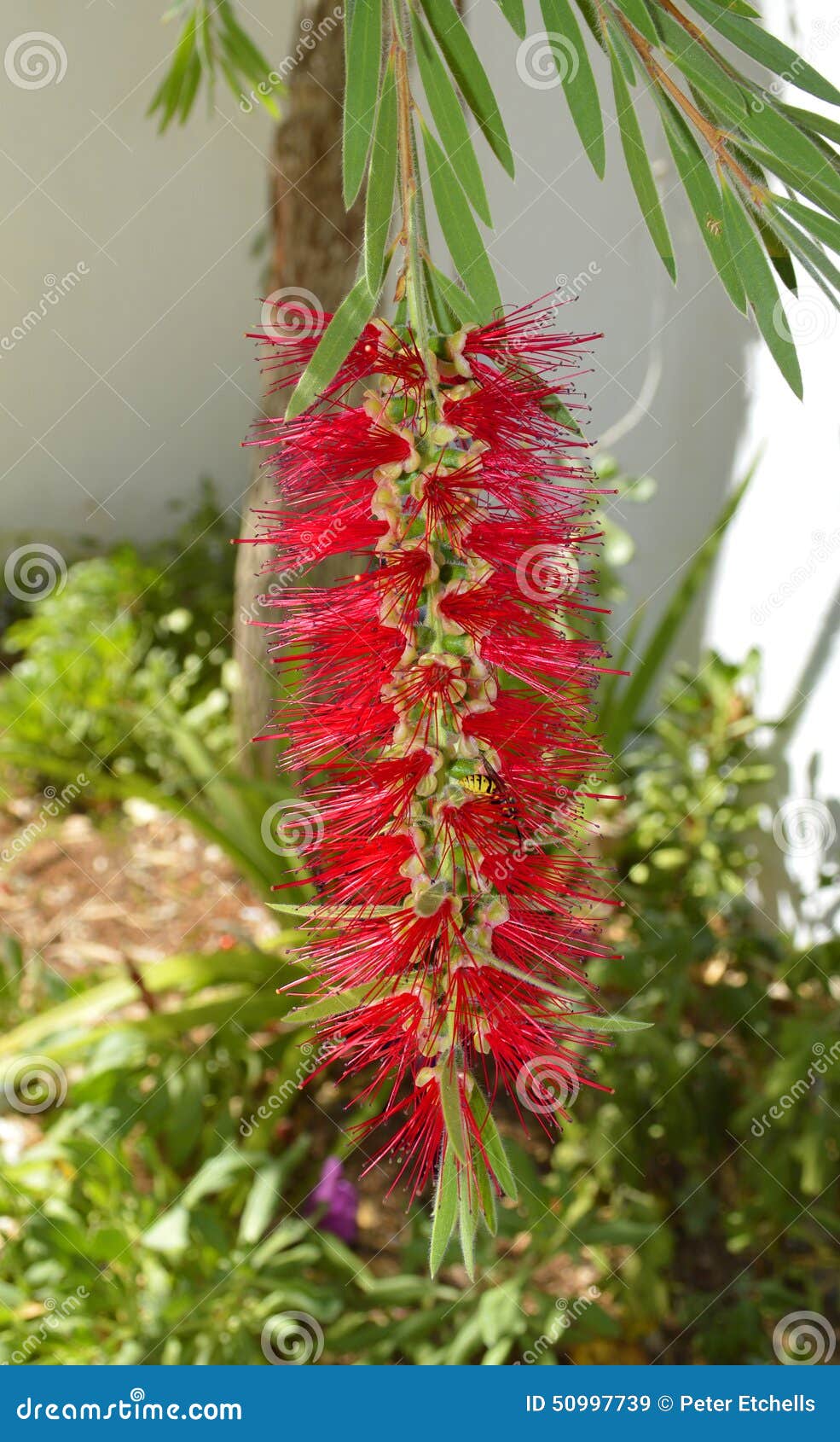 Bottlebush stock image. Image of horticultural, flora - 50997739