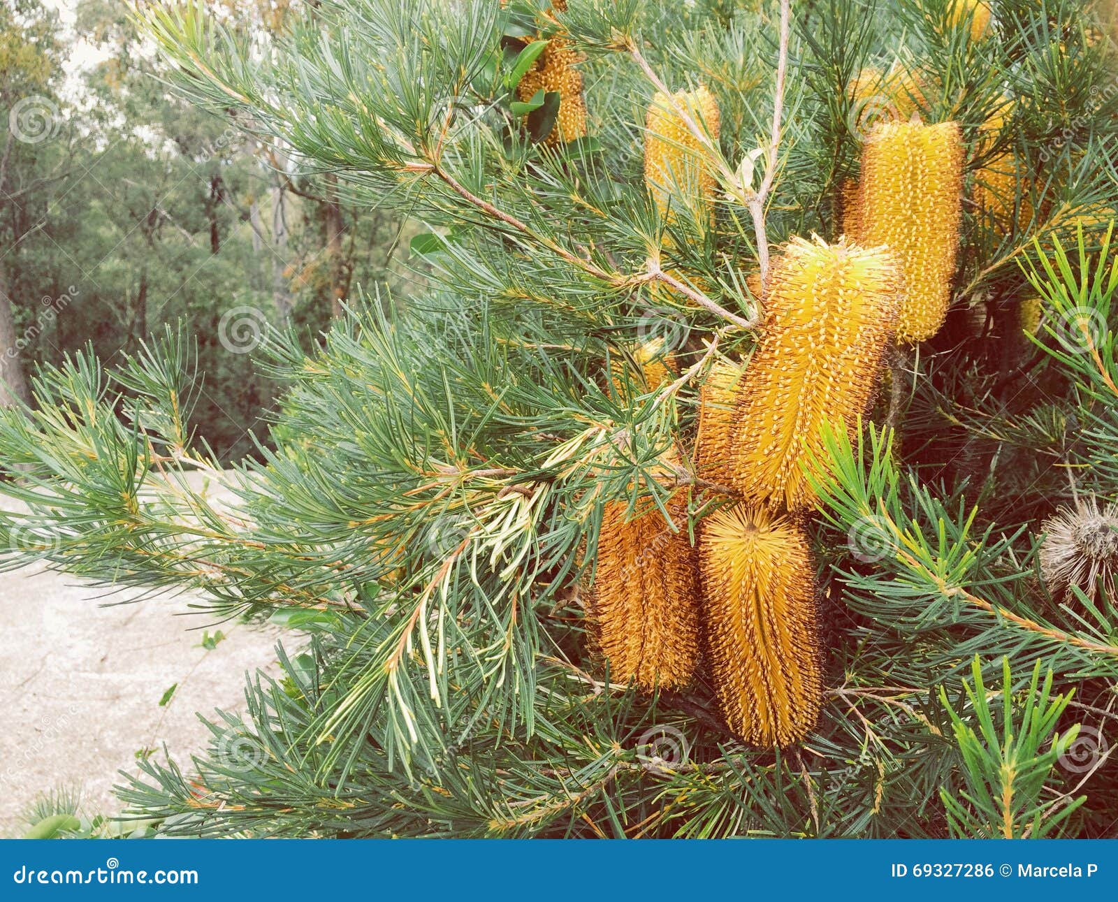 Bottleneck bushes stock photo. Image of summer, plant - 69327286