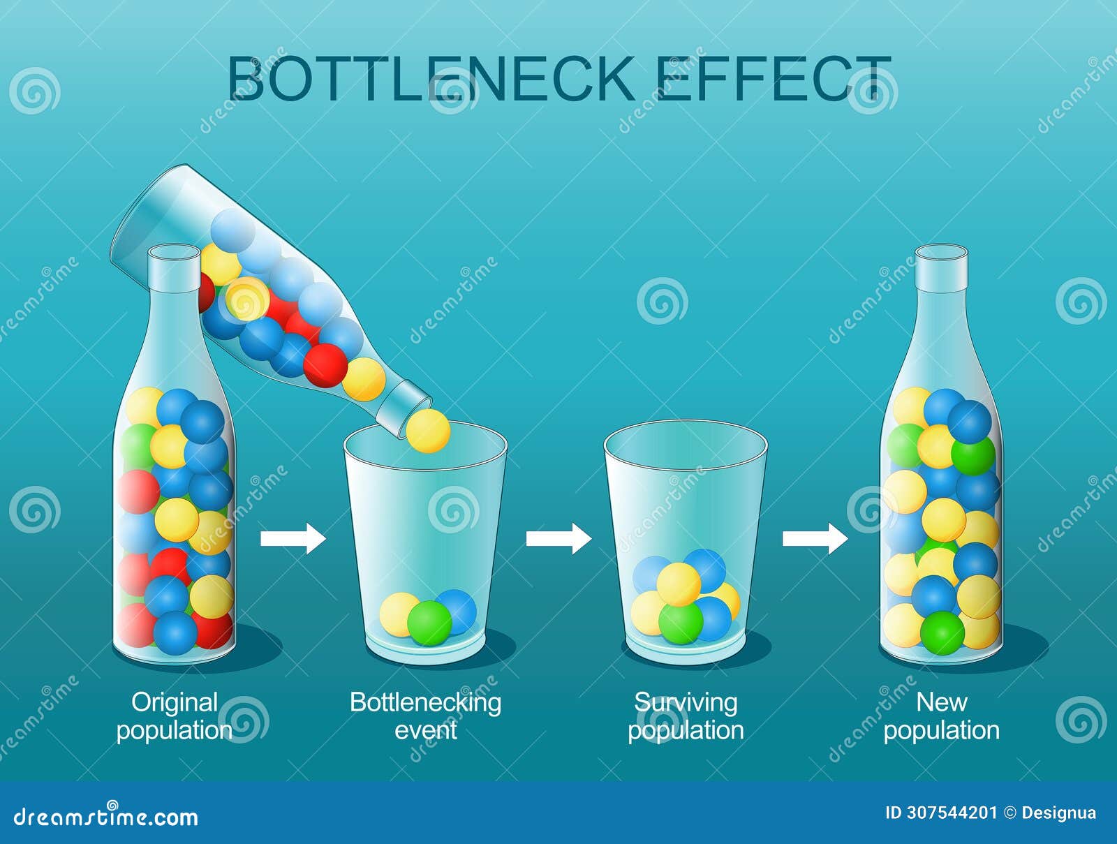 Bottleneck Effect Axis Scheme On Genetic Drift And Population Outline ...