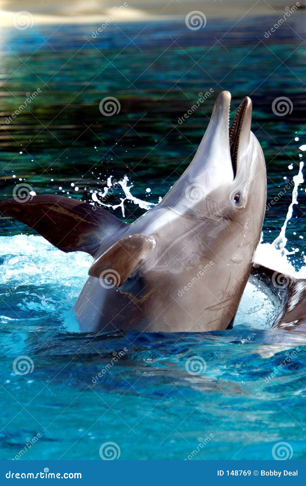 Bottlenose-Delphin stockbild. Bild von mann, flosse, meer - 148769