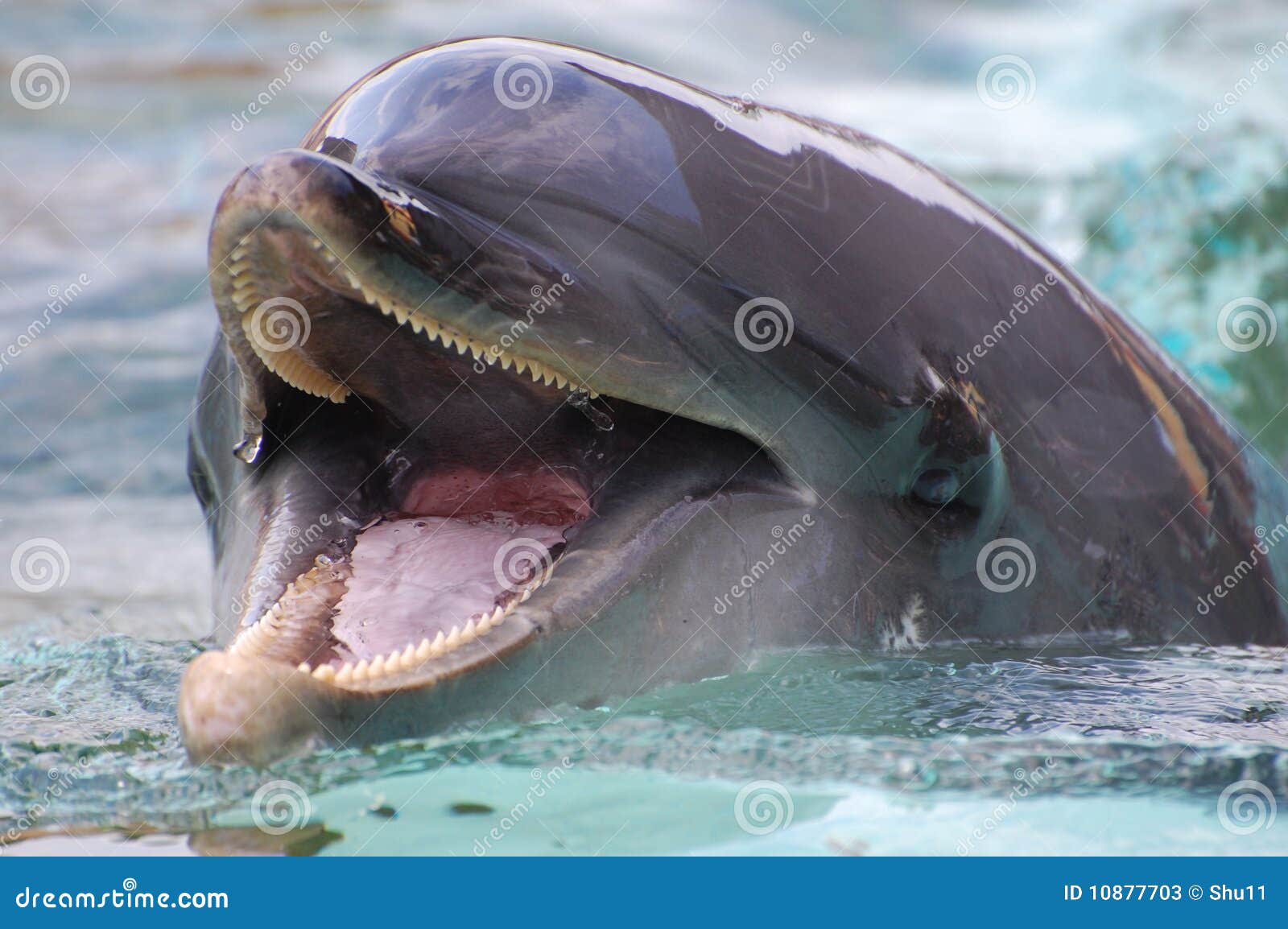 Bottlenose dolphin stock image. Image of bottlenose, head - 10877703