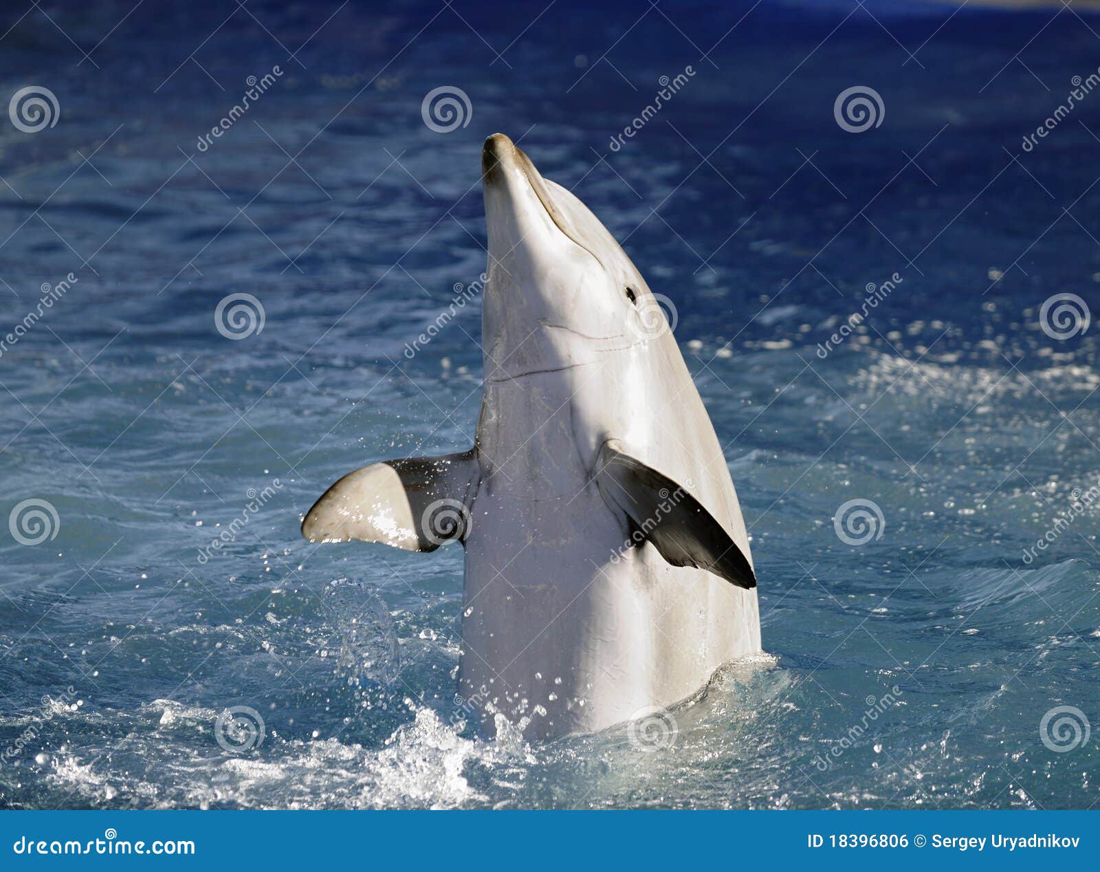 Bottlenose dolphin. stock photo. Image of dive, nosed - 18396806