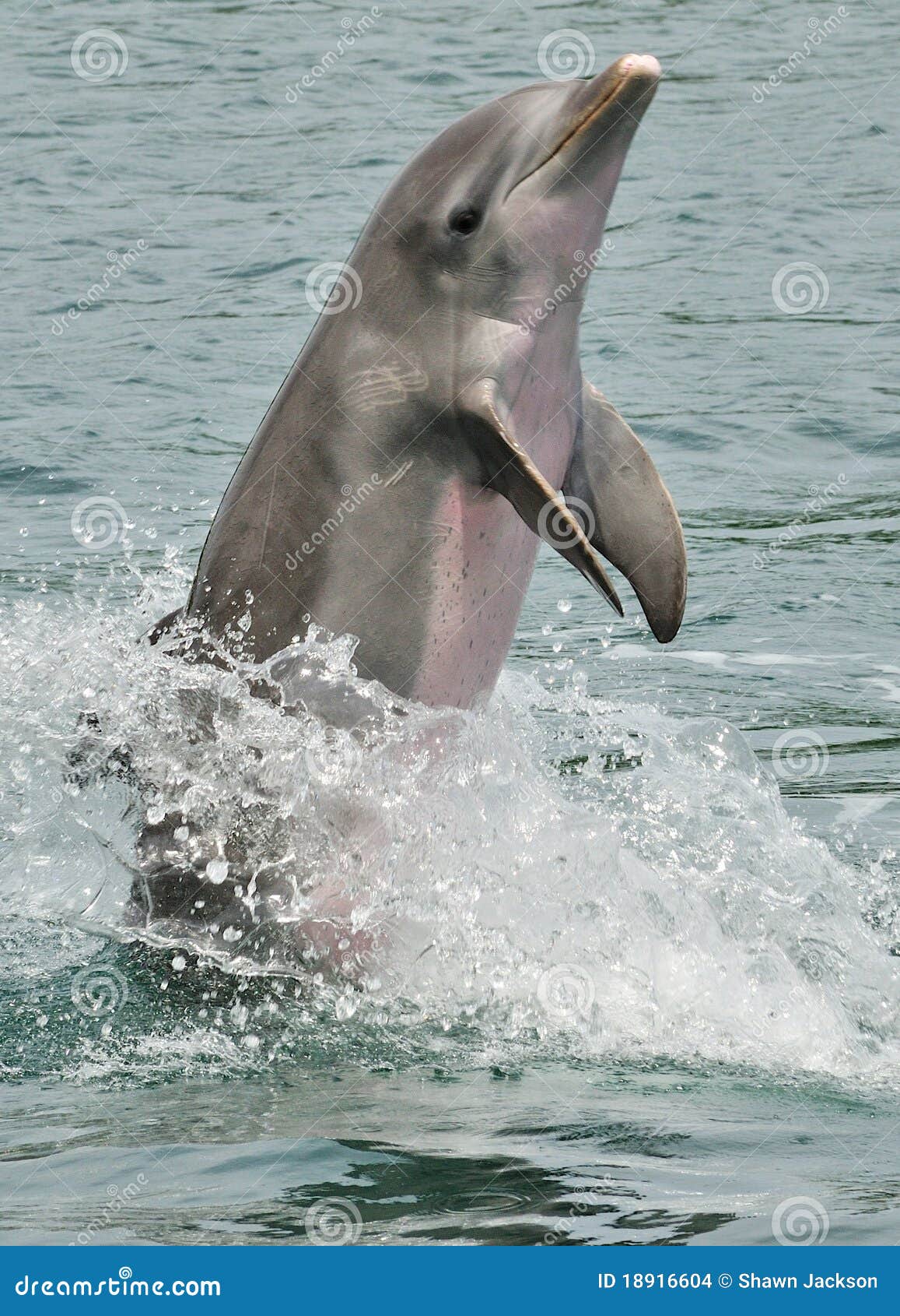 Dolphin Side Profile Stock Photos - Free & Royalty-Free Stock Photos ...