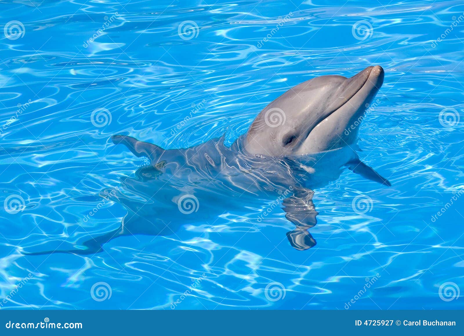 Bottlenose Dolphin Royalty-Free Stock Photo | CartoonDealer.com #72570453