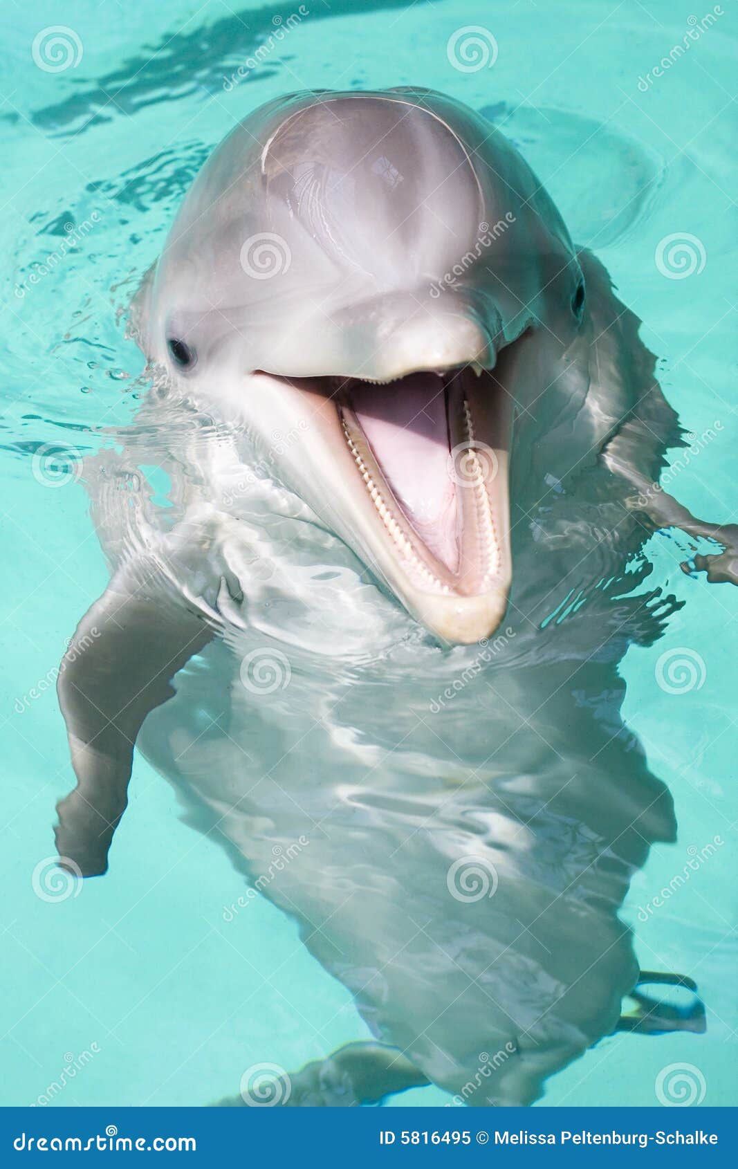 Smiling Dolphin