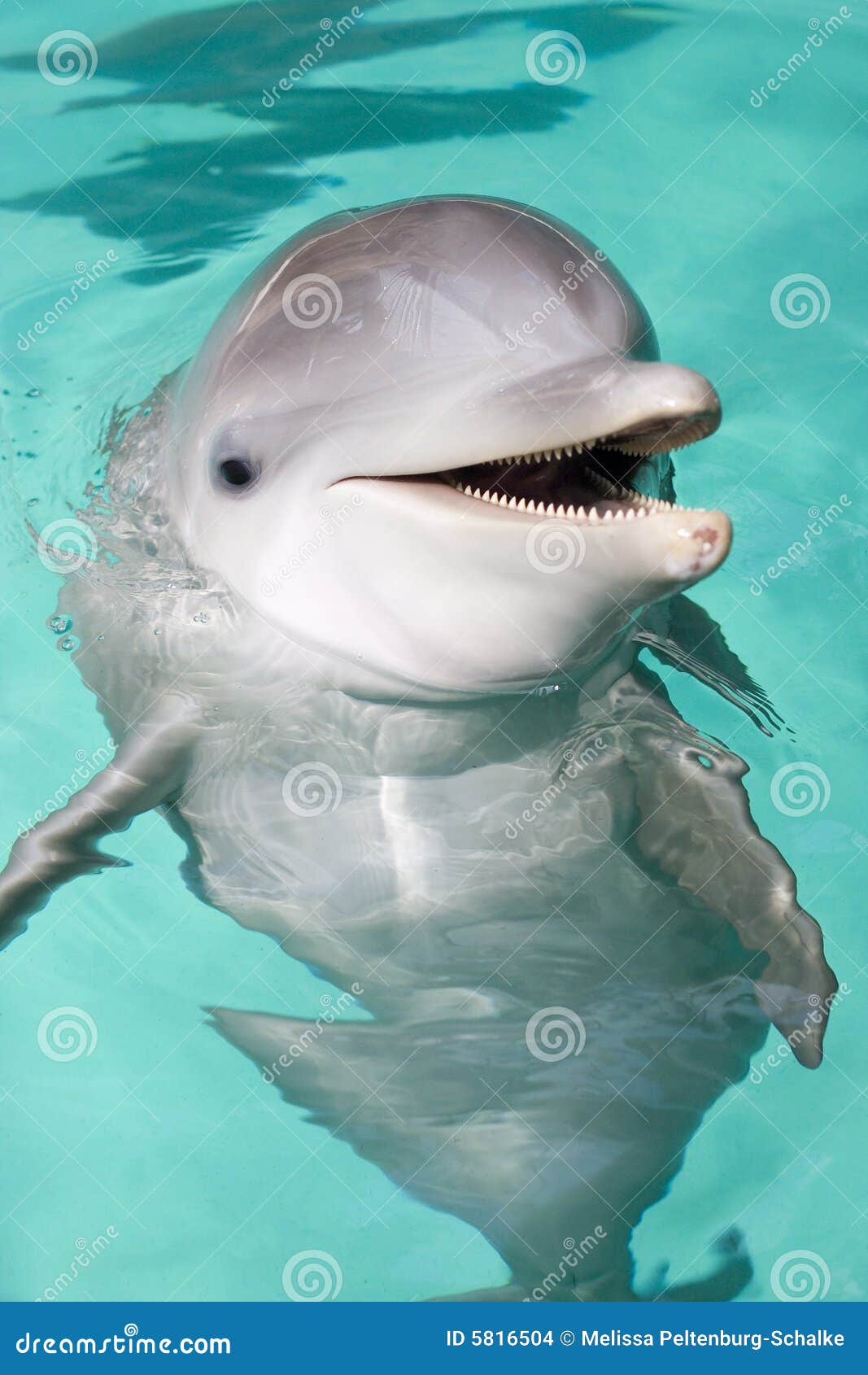 Smiling Dolphin