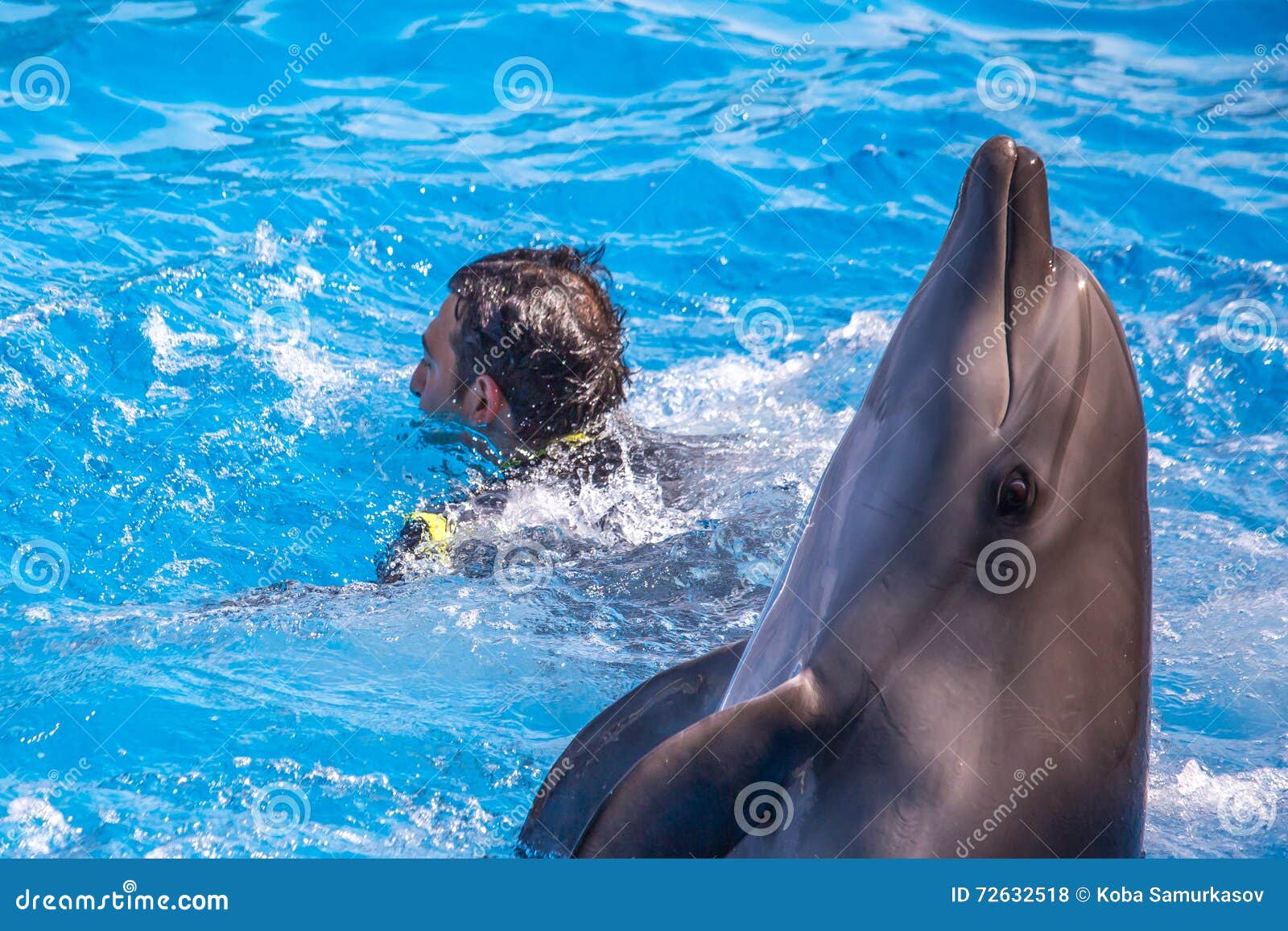 Bottlenose Dolphin in Blue Pool Water Editorial Stock Photo - Image of ...