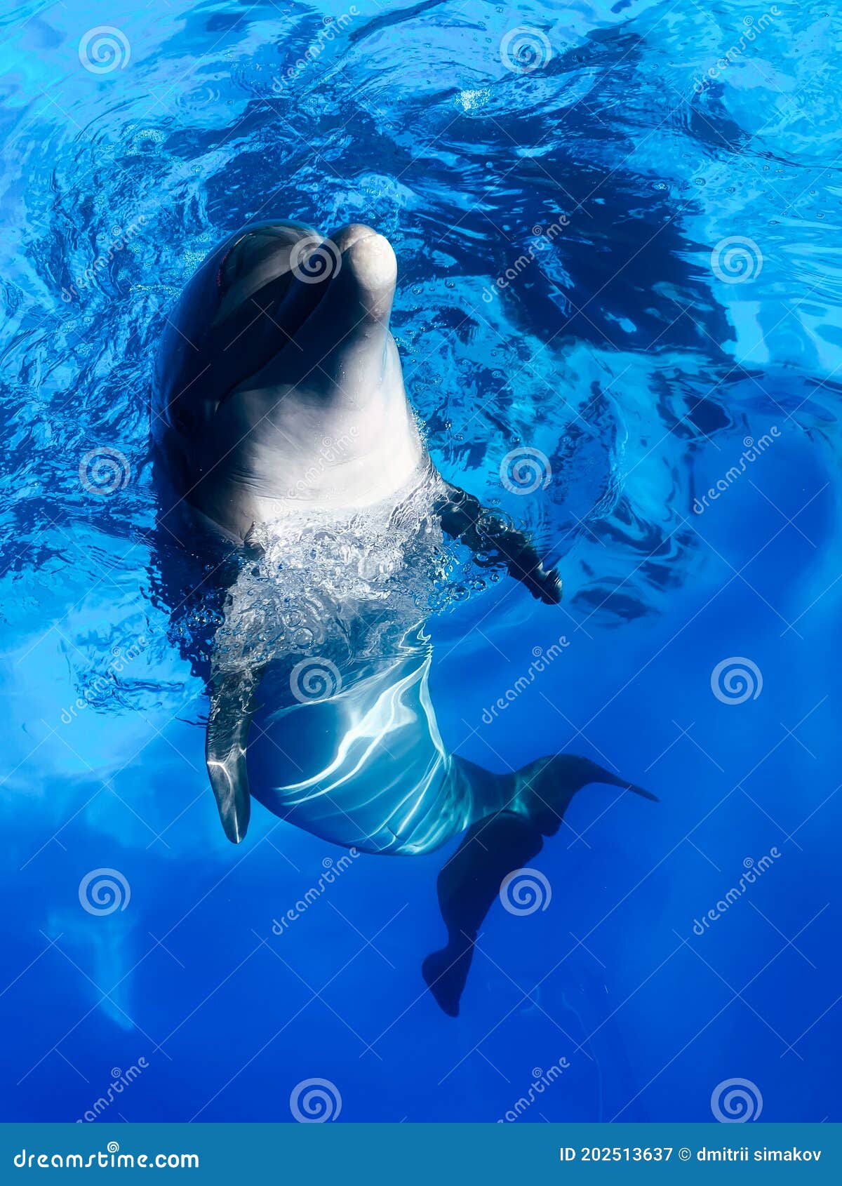 Beautiful Bottlenose Dolphin in Blue Sea Water Stock Image - Image of ...