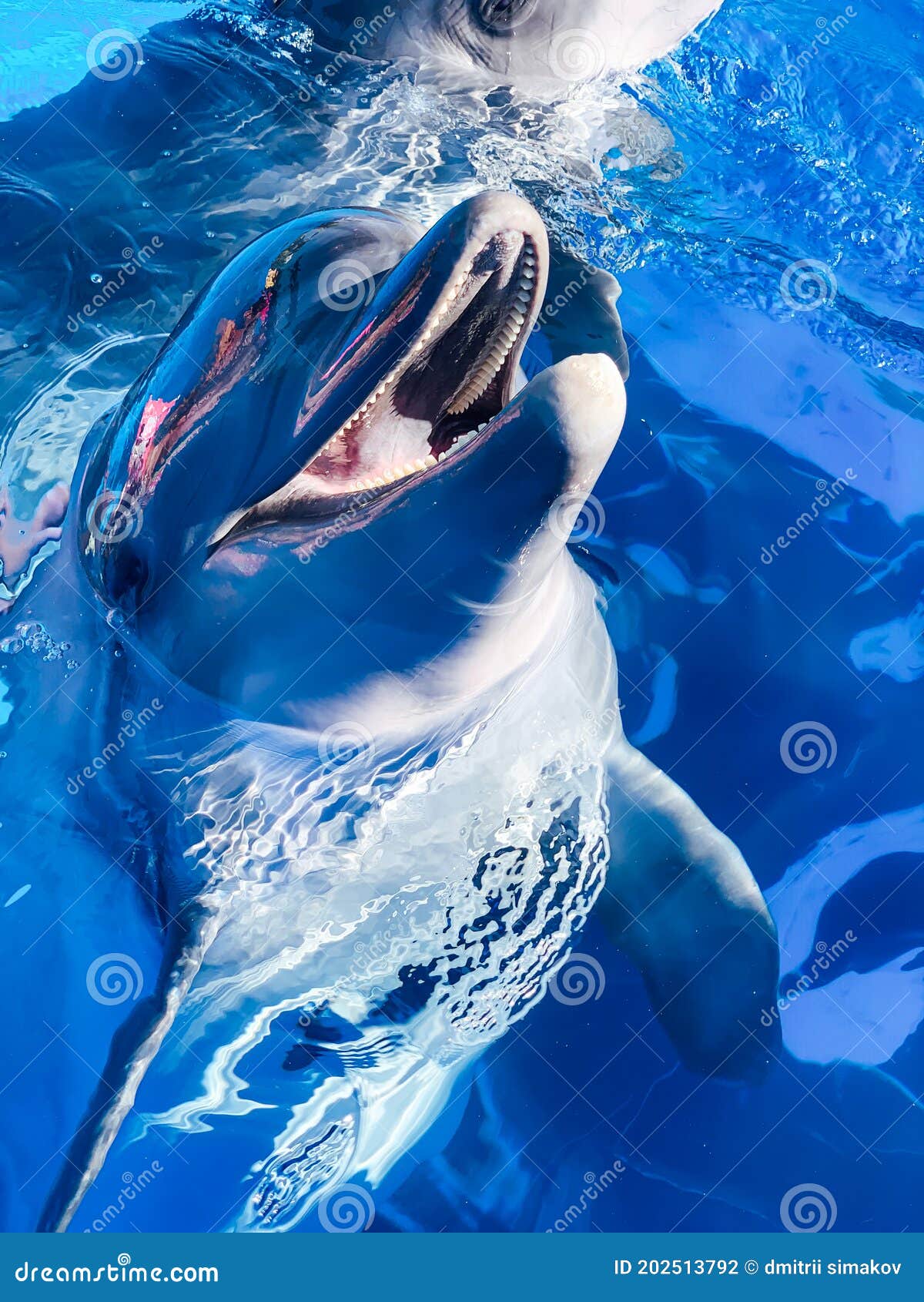 Beautiful Bottlenose Dolphin in Blue Sea Water Stock Photo - Image of ...