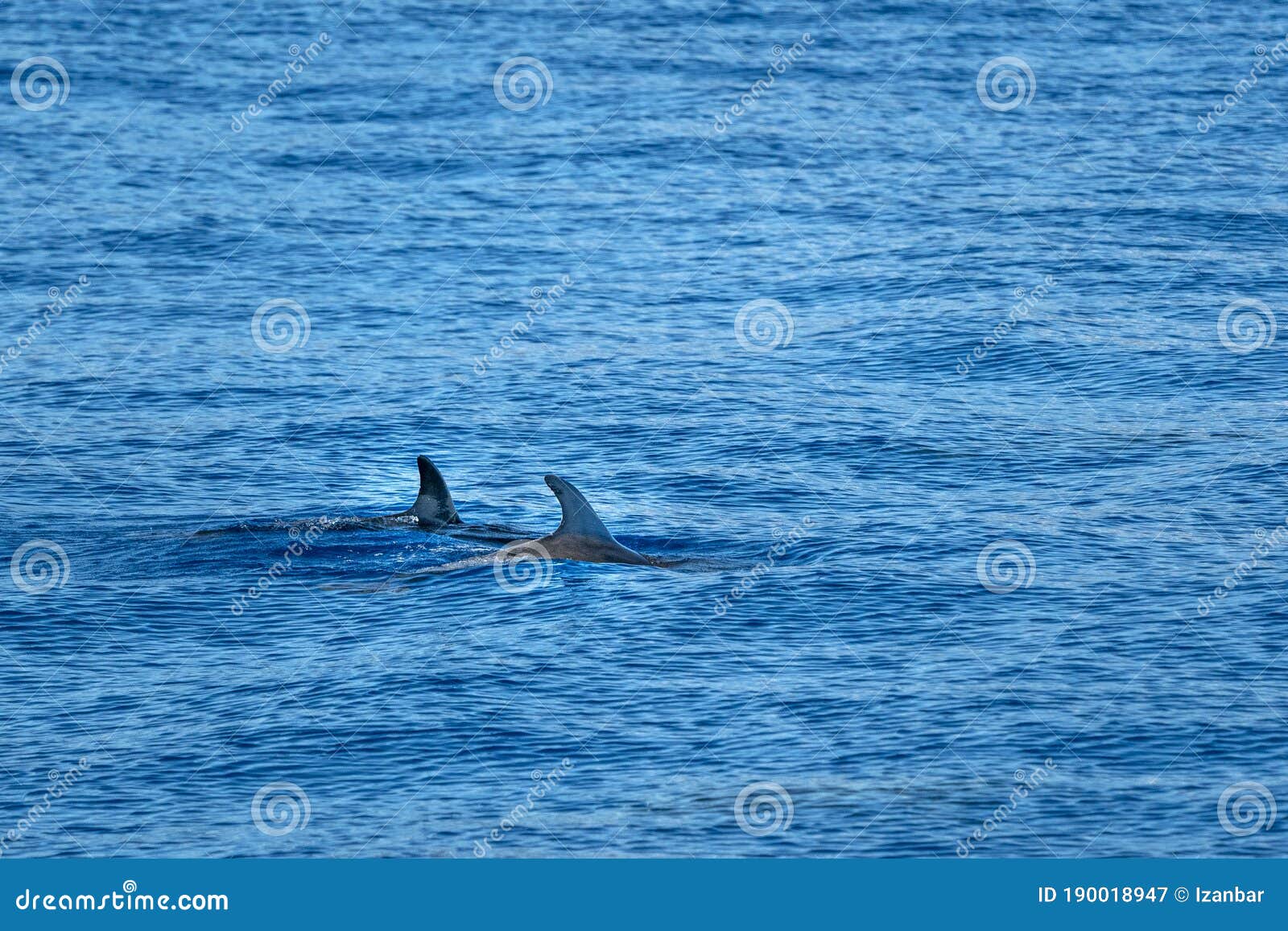 Bottlenose Dolphin in the Deep Blue Sea Stock Image - Image of nature ...
