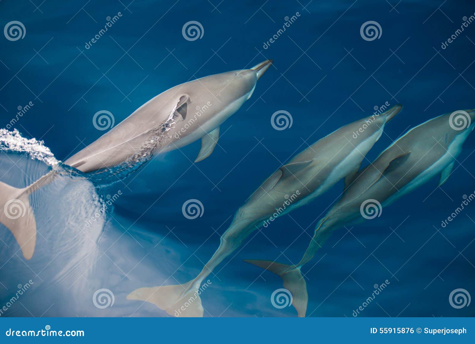 Bottlenose Dolphin Group stock photo. Image of reflection - 55915876