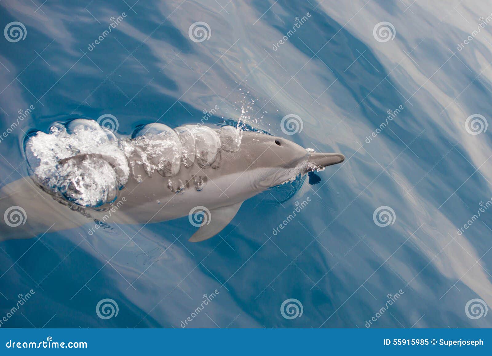 Bottlenose Dolphin Group stock image. Image of contemplation - 55915985