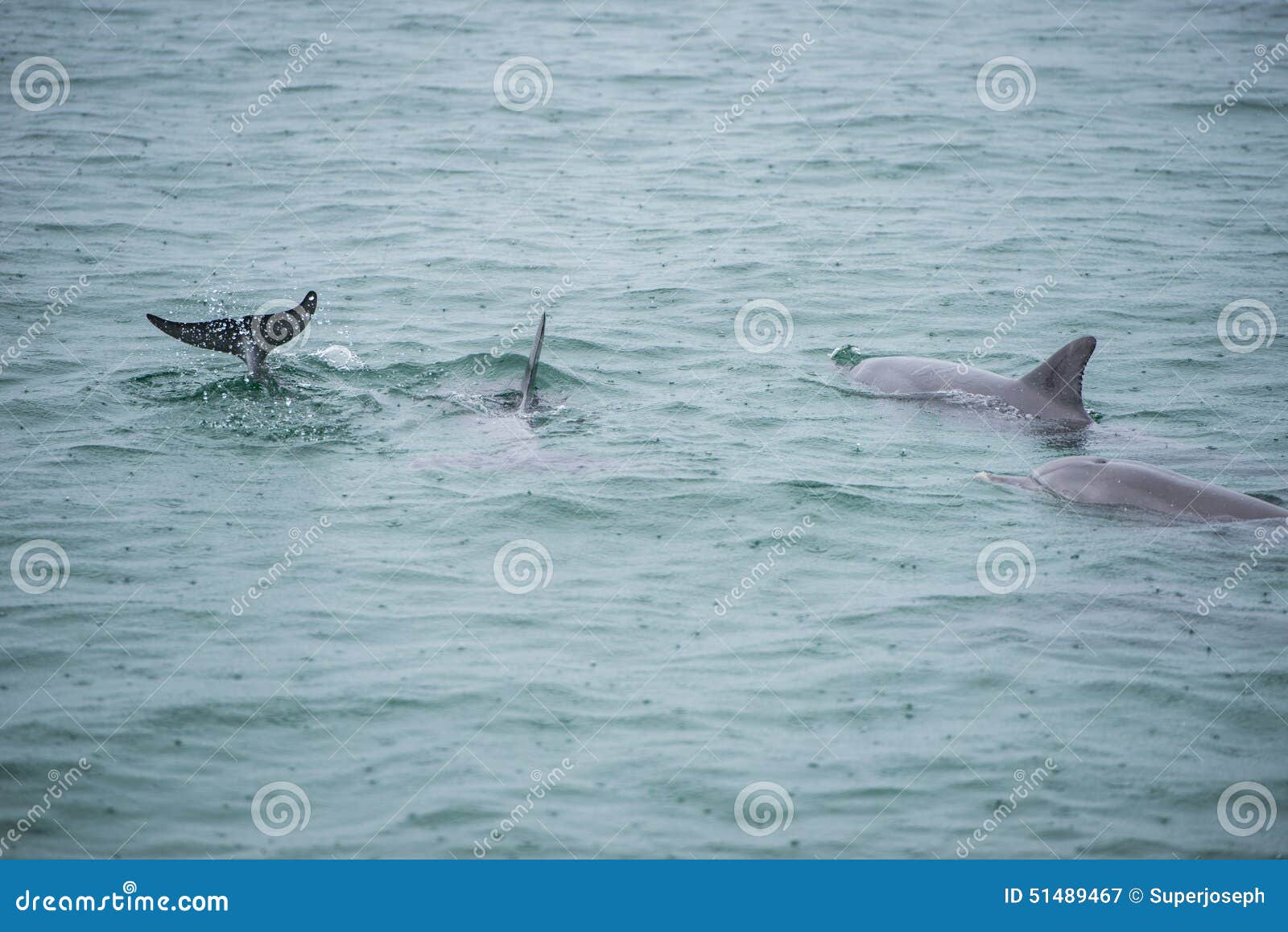 Bottlenose Dolphin Group stock image. Image of splashing - 51489467