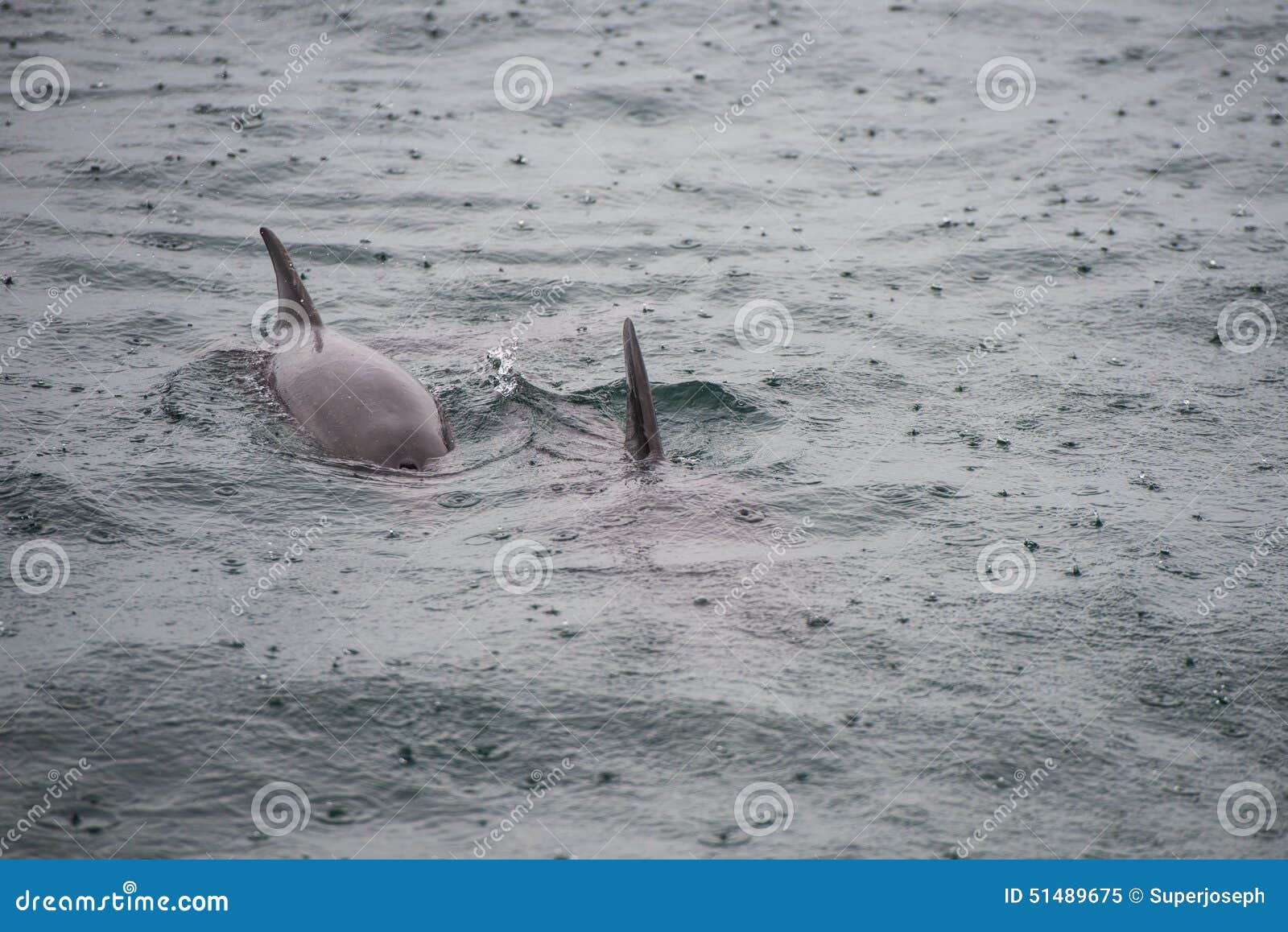 Bottlenose Dolphin Group stock image. Image of wild, cheerful - 51489675